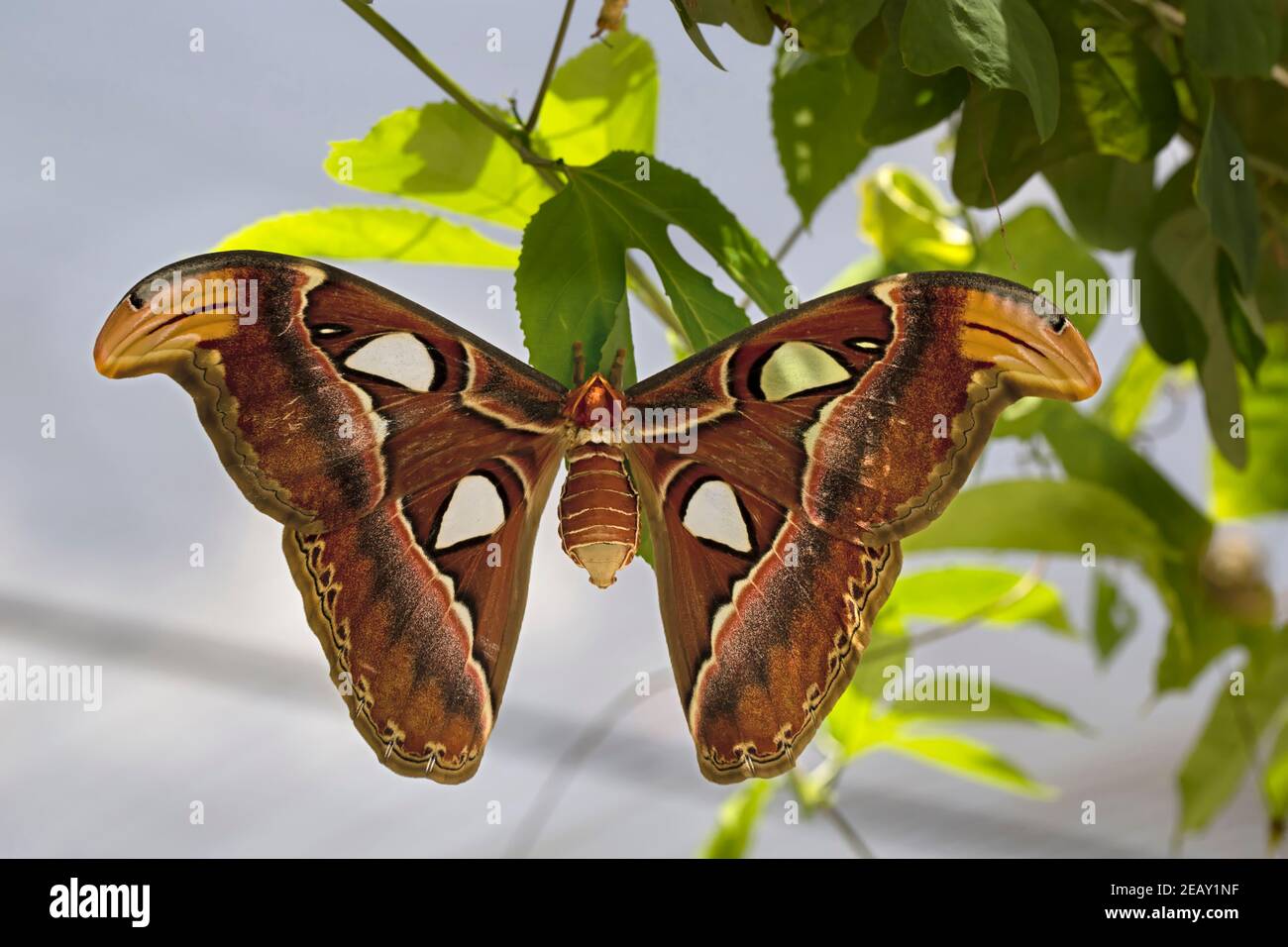 Grand atlas Banque de photographies et d’images à haute résolution - Alamy