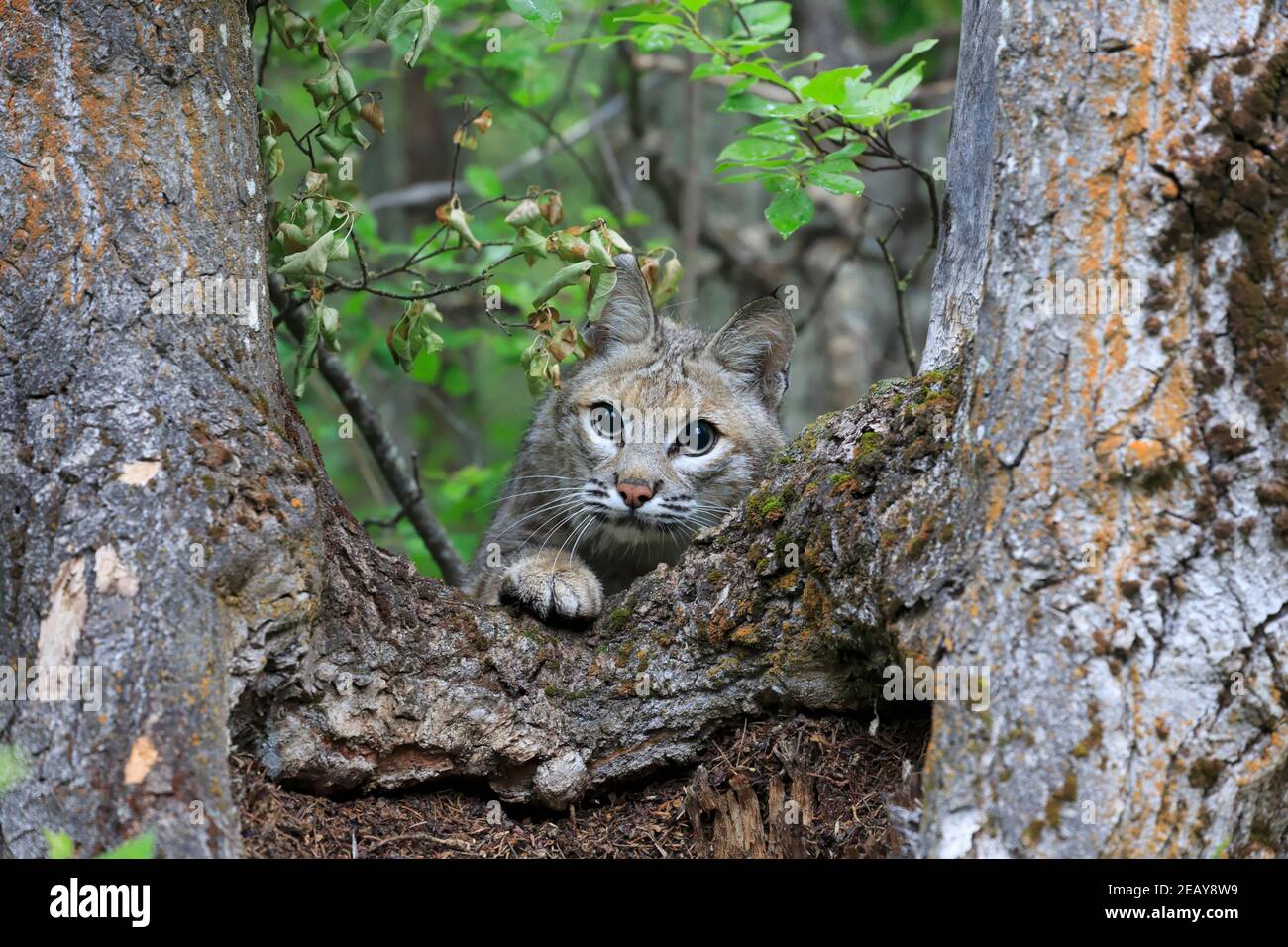Portrait de lynx roux lynx roux Banque de photographies et d’images à ...