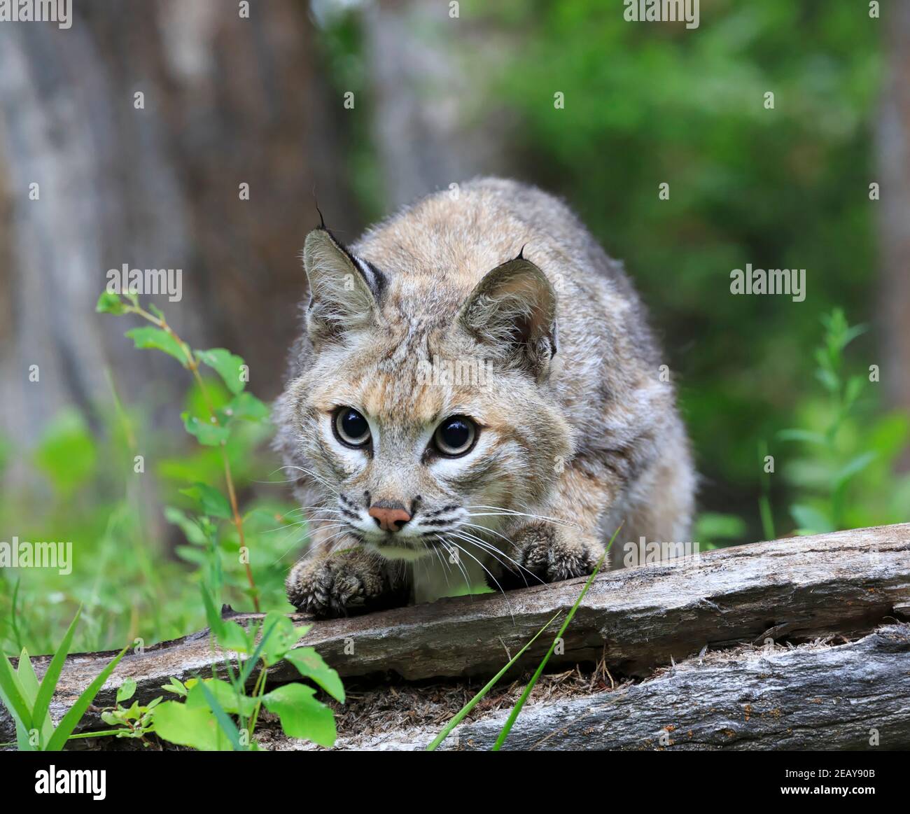 Portrait de lynx roux Banque de photographies et d’images à haute ...