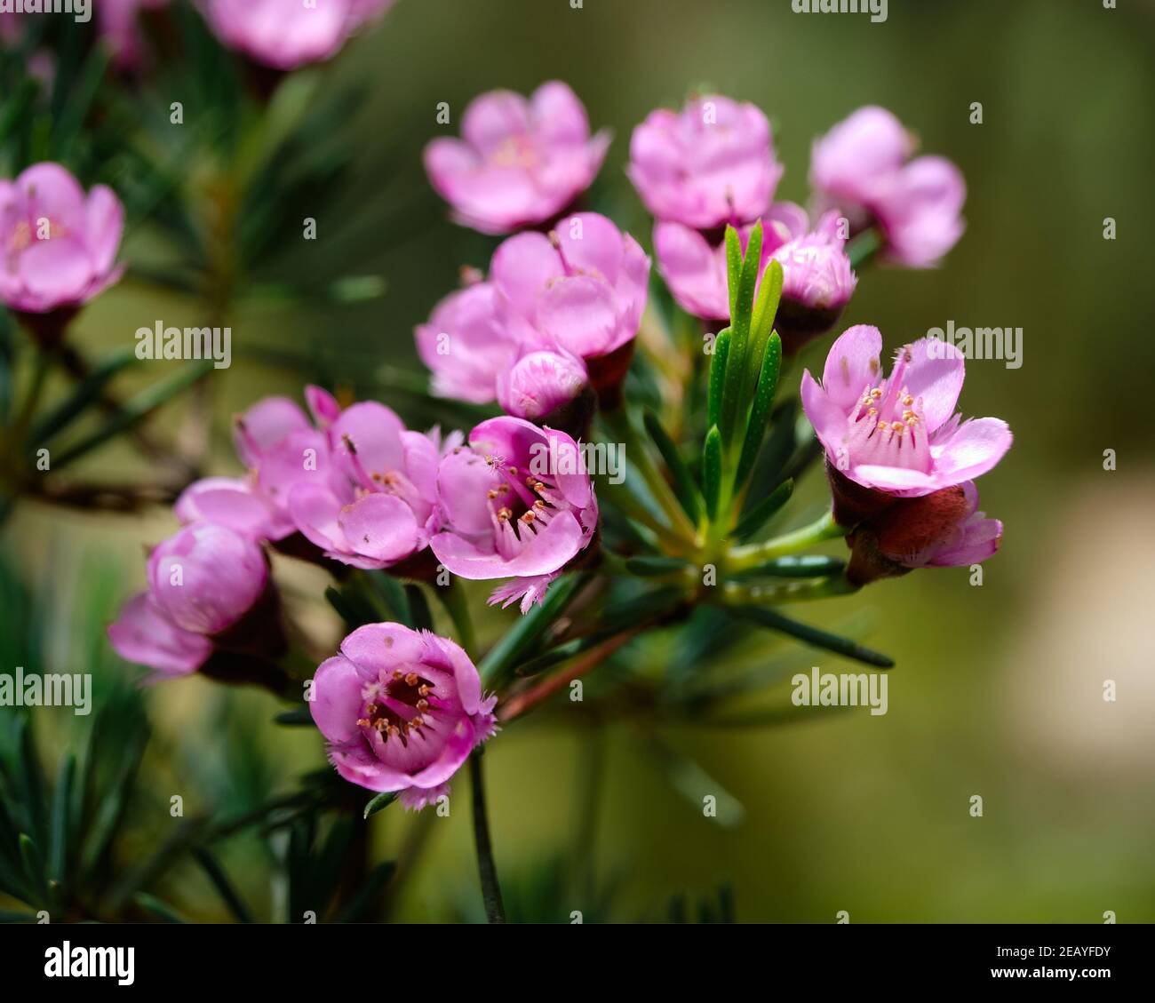 Myrte rose Banque de photographies et d’images à haute résolution - Alamy