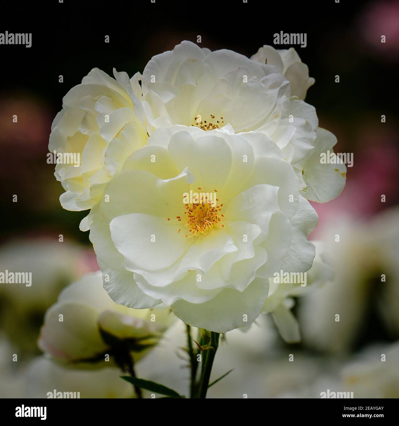 Rosa iceberg floribunda Banque de photographies et d’images à haute ...