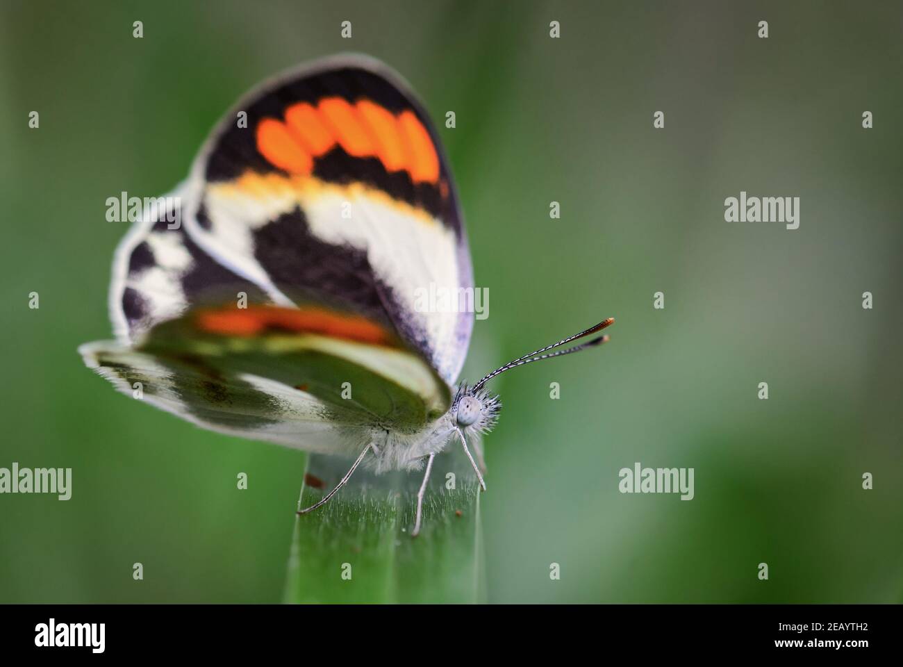 Pointe noire congo Banque de photographies et d’images à haute ...