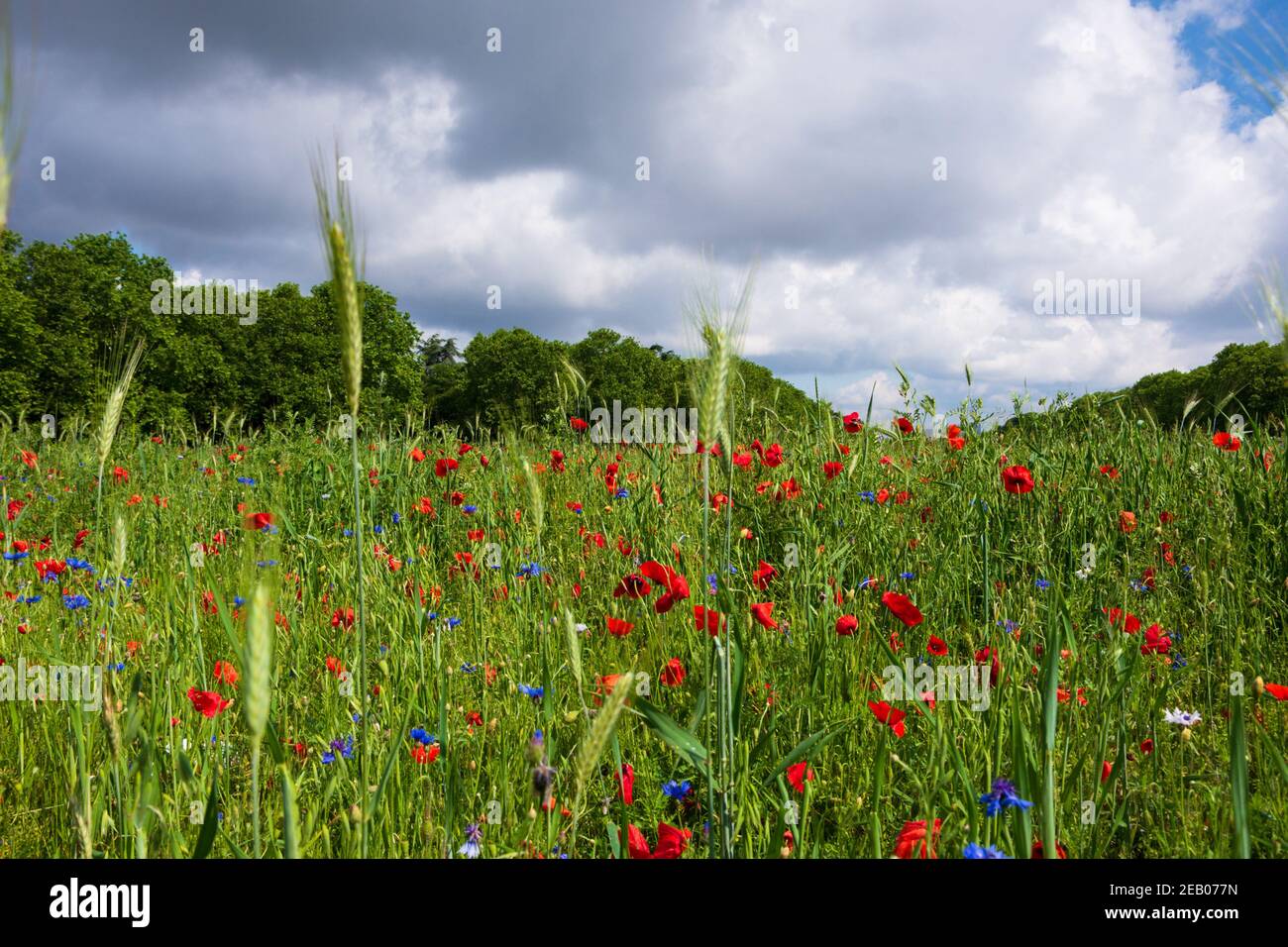 Belles Fleurs De La Forêt Banque d'image et photos - Alamy