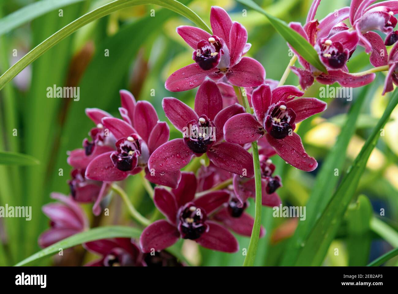 Cymbidium maroon orchid Banque de photographies et d’images à haute ...