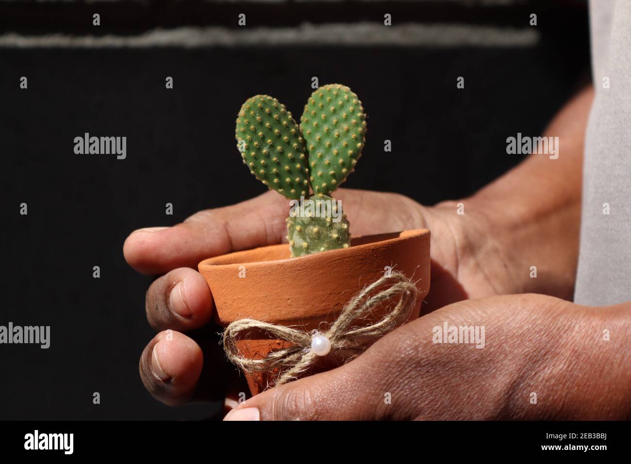 Ce petit arbre de cactus avec deux feuilles debout devant différents ...