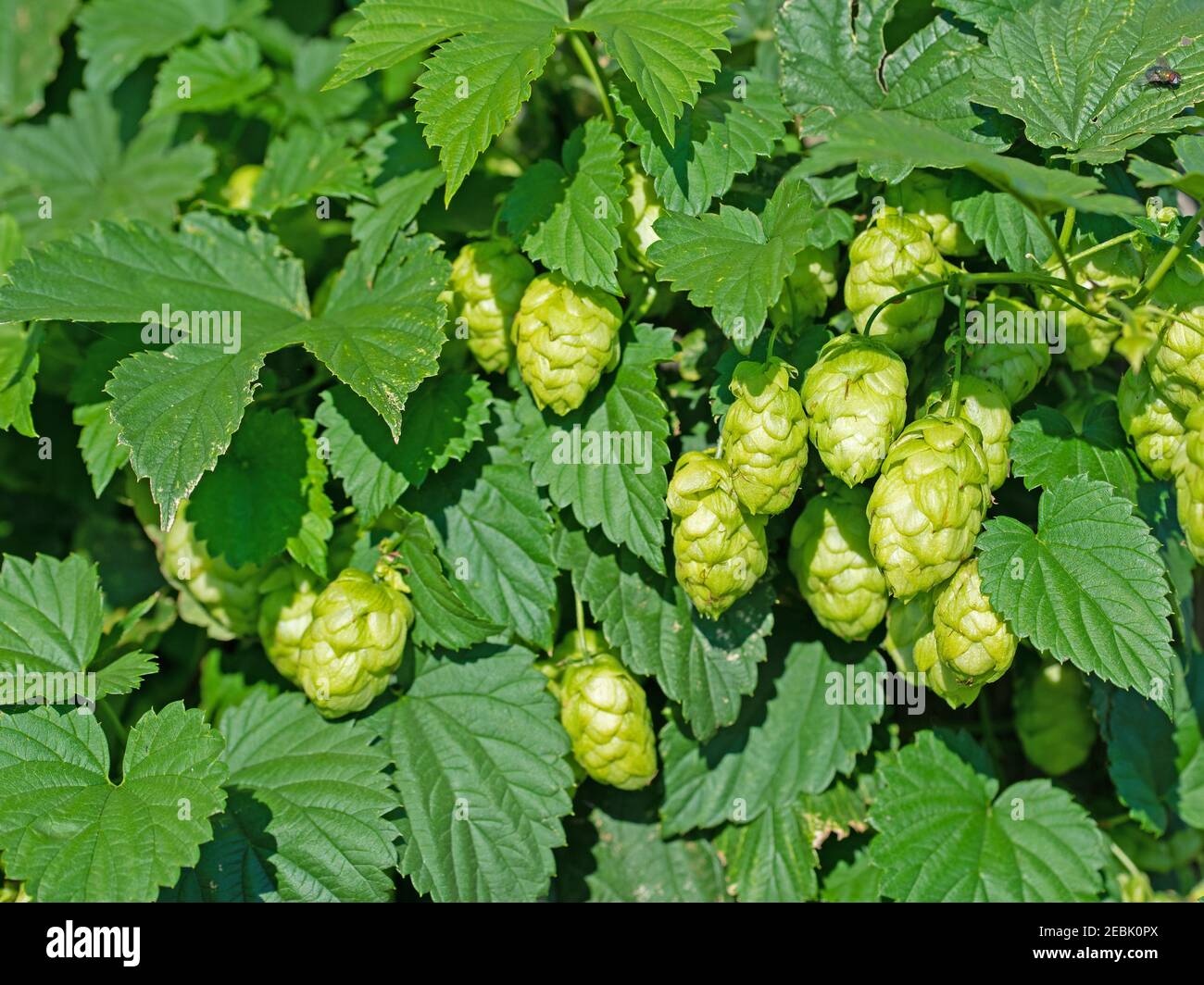 Fleurs de houblon femelle Banque de photographies et d’images à haute ...