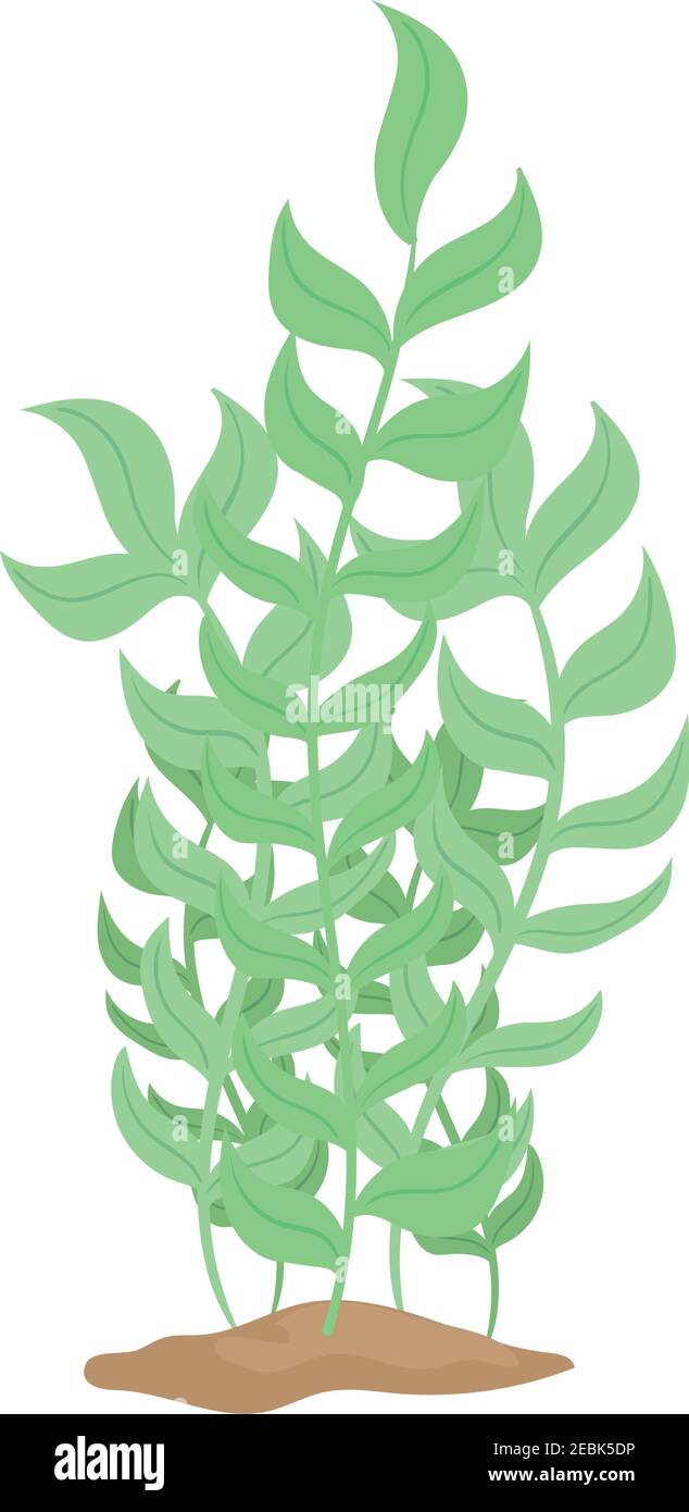 Algues du sol Banque d'images vectorielles - Alamy