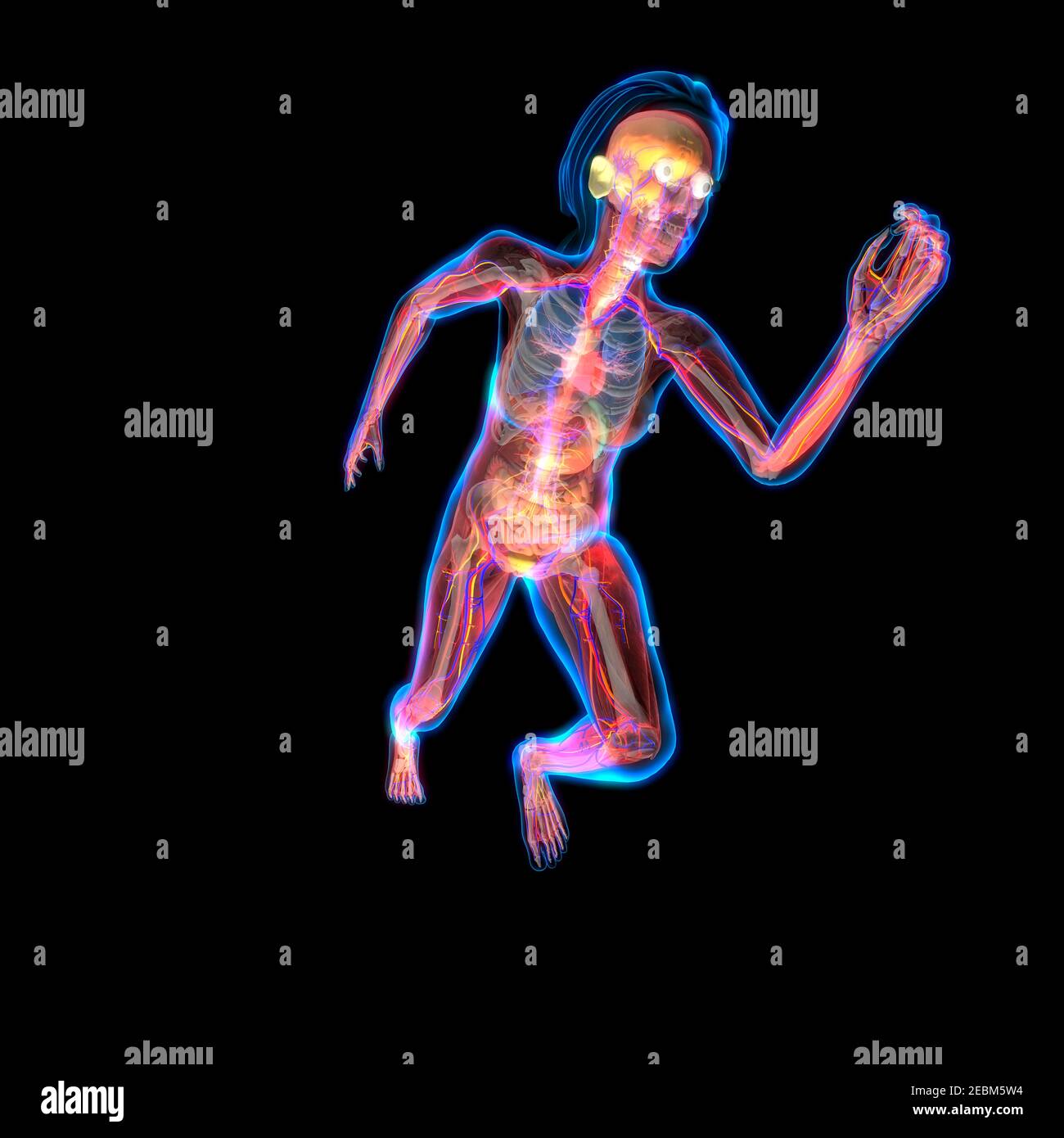 L'anatomie humaine, illustration Photo Stock - Alamy