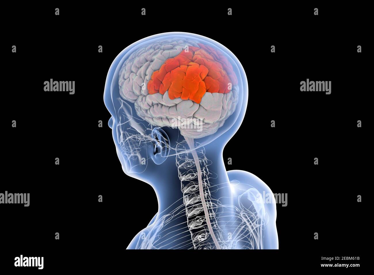 Parietal lobe Banque de photographies et d’images à haute résolution ...