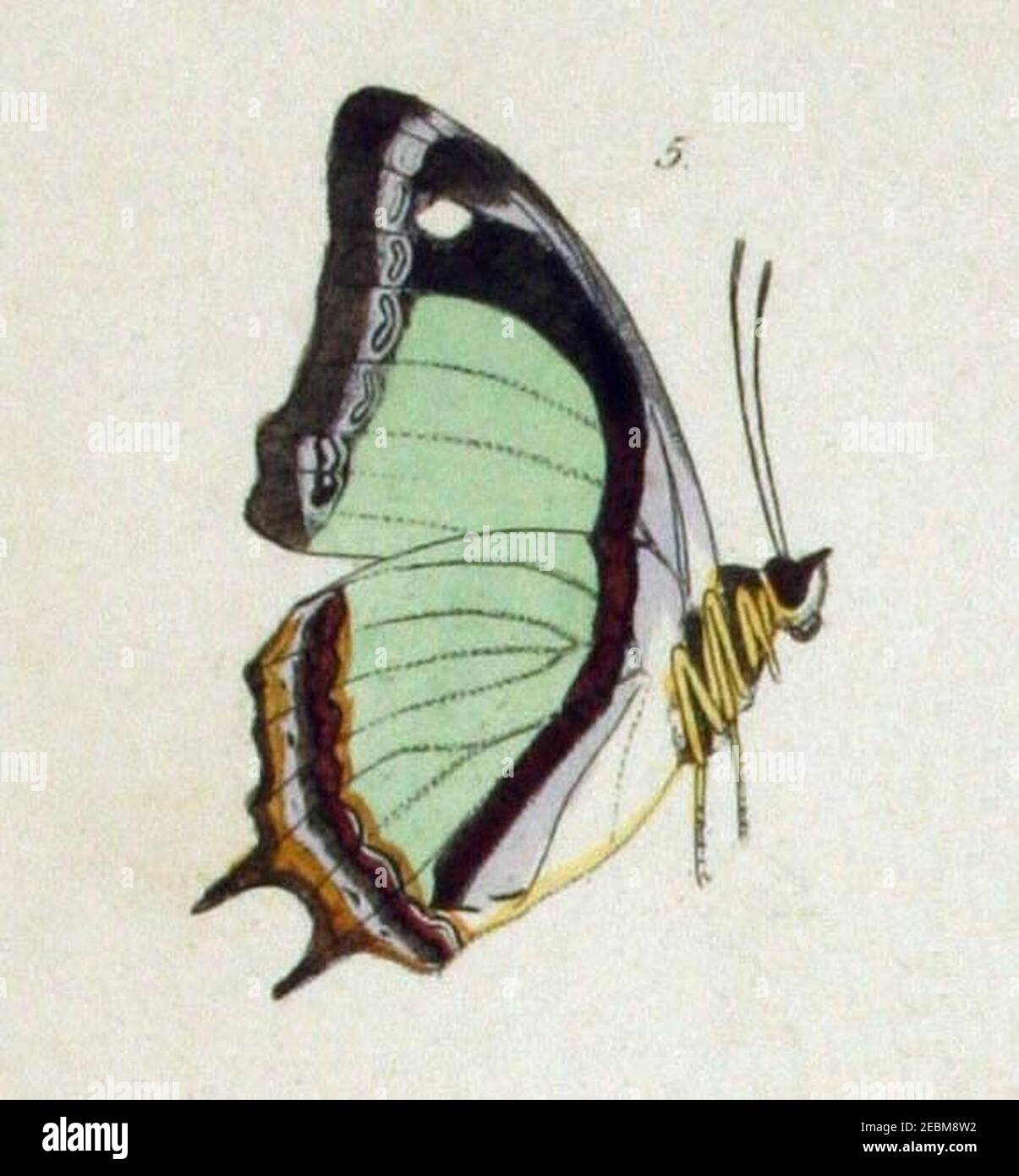 Polyura jalysus Banque de photographies et d’images à haute résolution ...