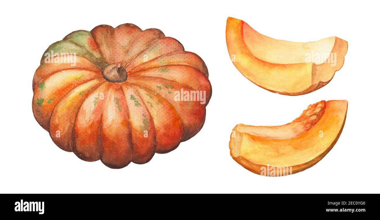 Aquarelle citrouille entière et coupée, illustration dessinée à la main ...