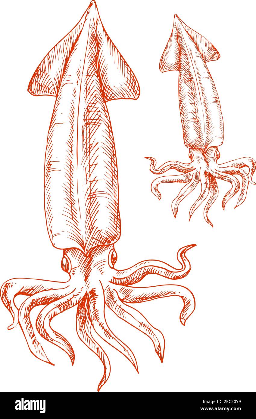 Icône d'esquisse isolée de calamar rouge océan Atlantique. Dessin de ...