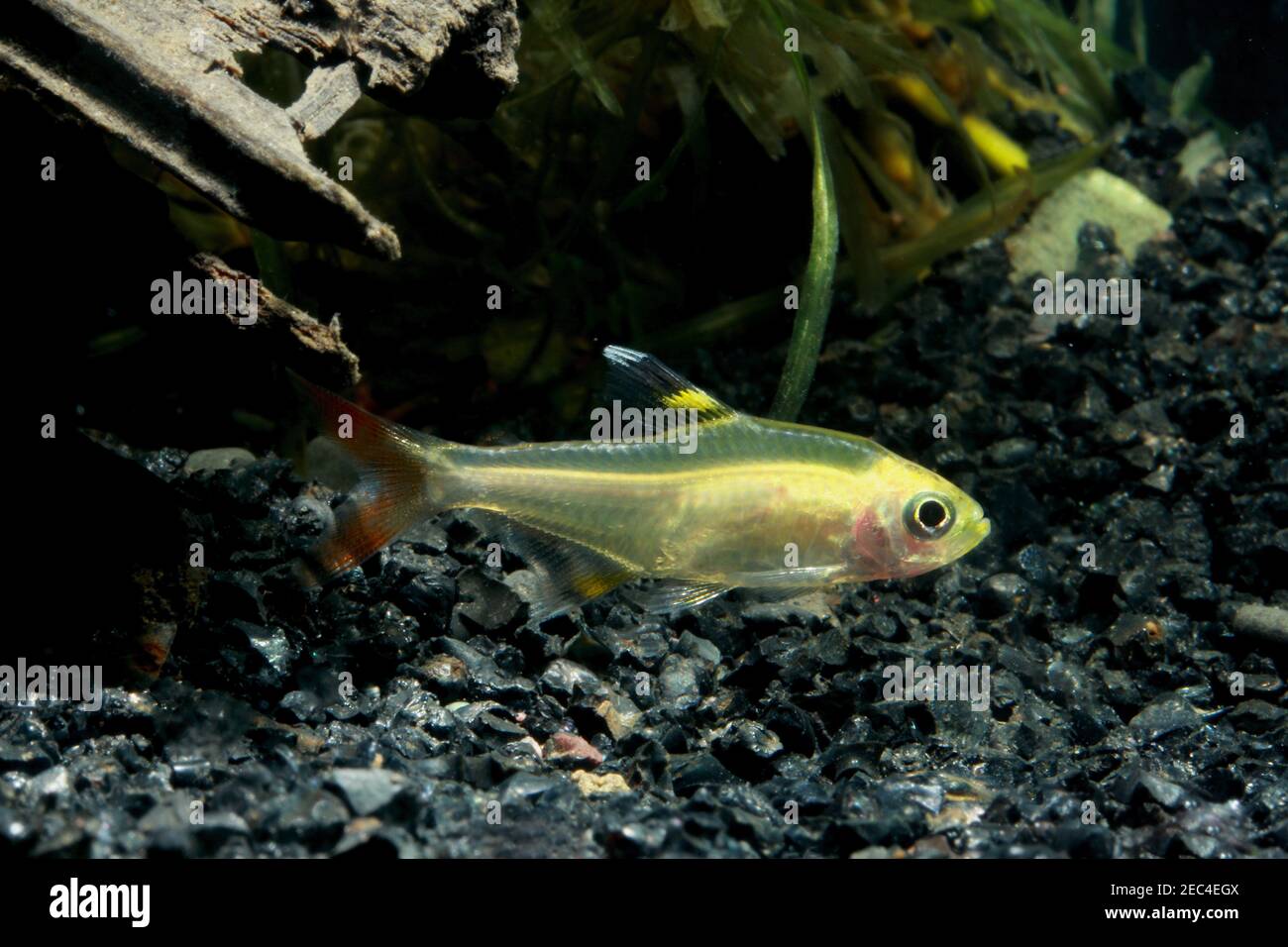 Pristella maxillaris Banque de photographies et d’images à haute ...