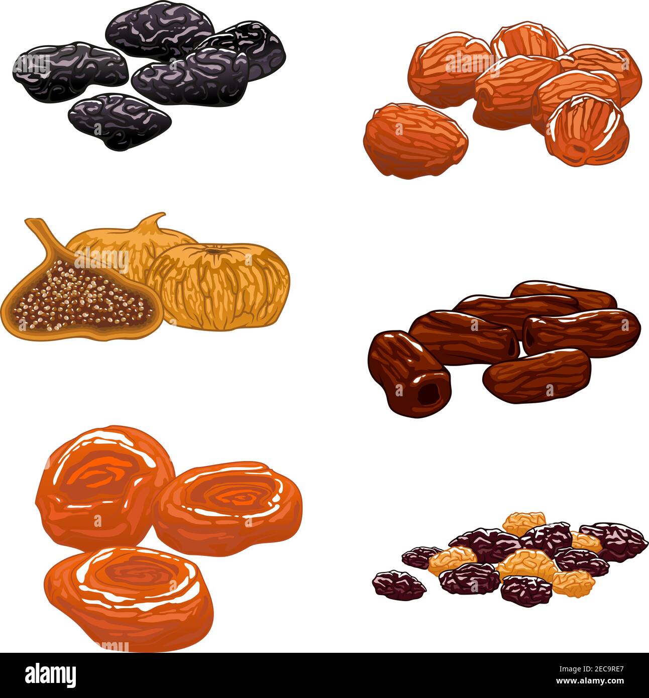 Ensemble de fruits secs. Icônes vectorielles isolées des raisins secs ...