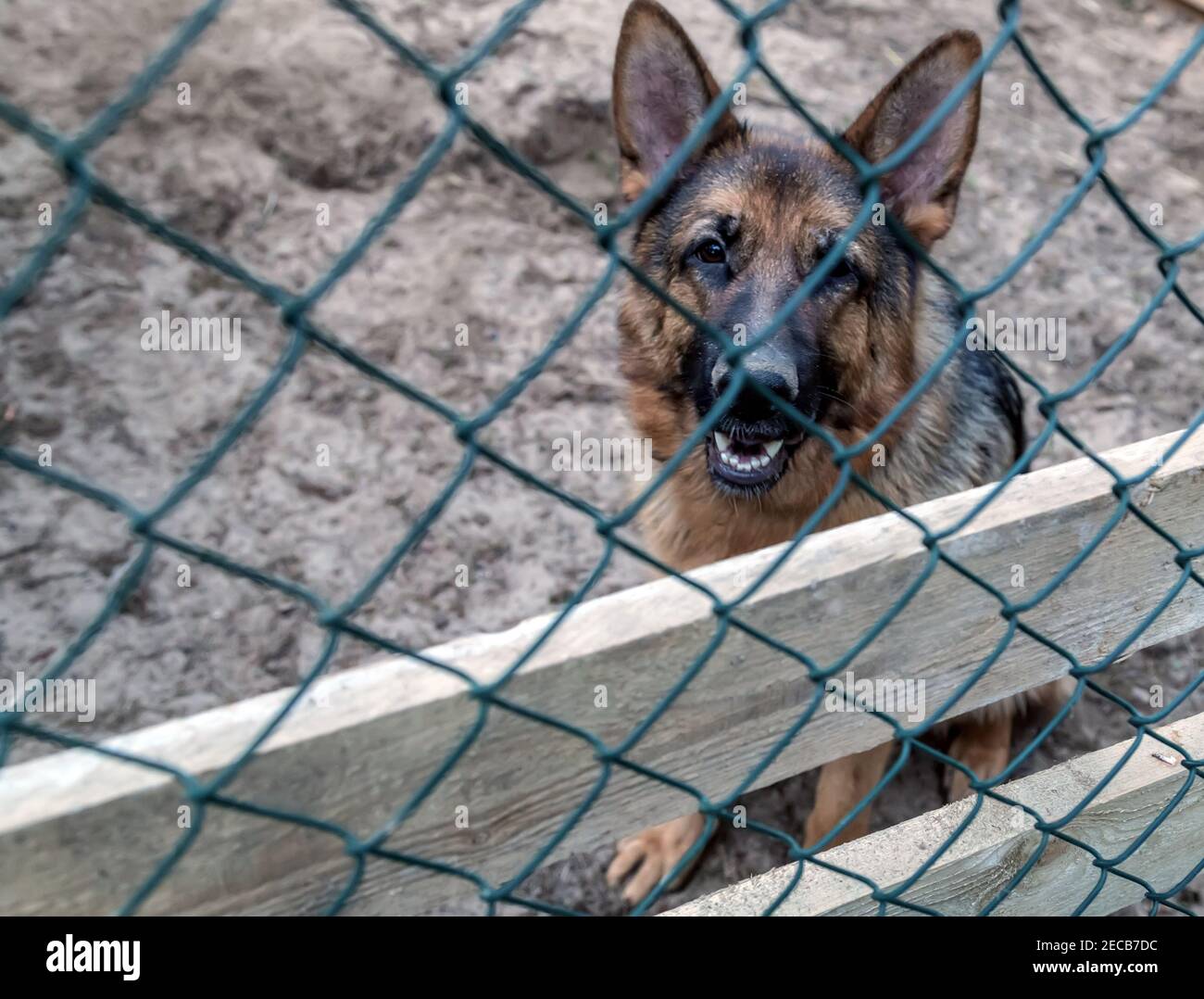 Berger Solitaire Banque d'image et photos - Alamy
