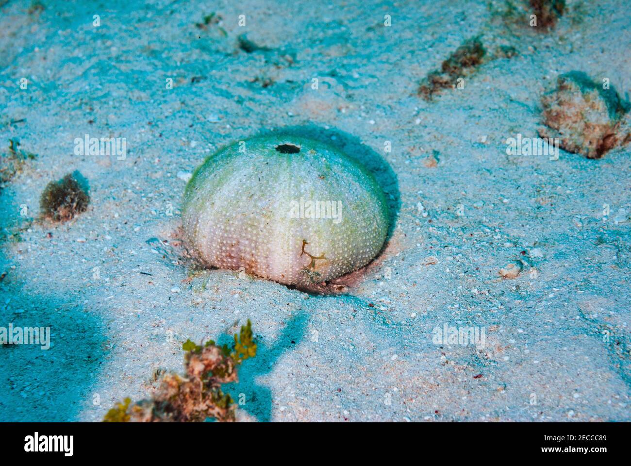 Echinodermata fossil Banque de photographies et d’images à haute ...