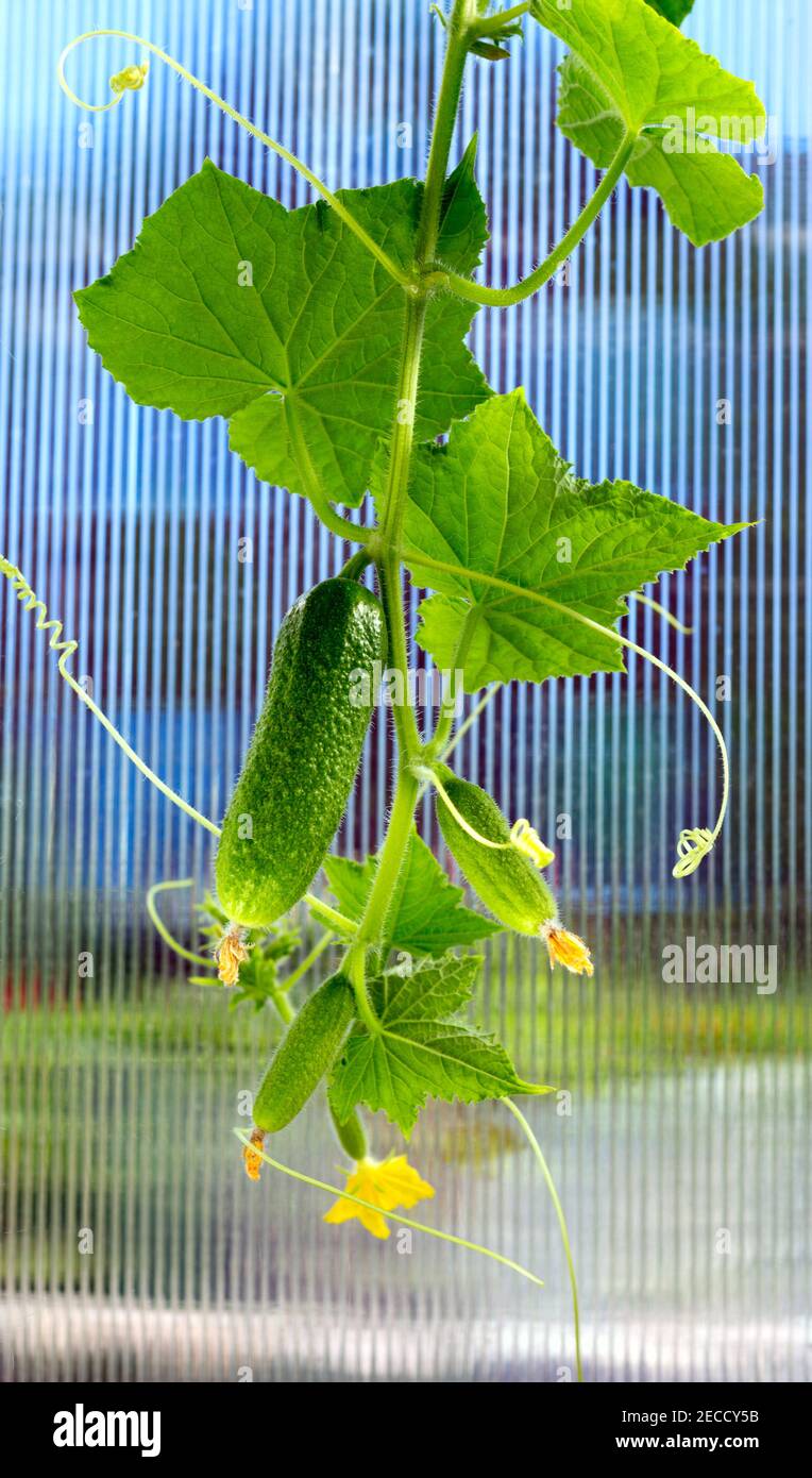 Plante de concombre. Concombre avec feuilles et fleurs. Culture de la ...