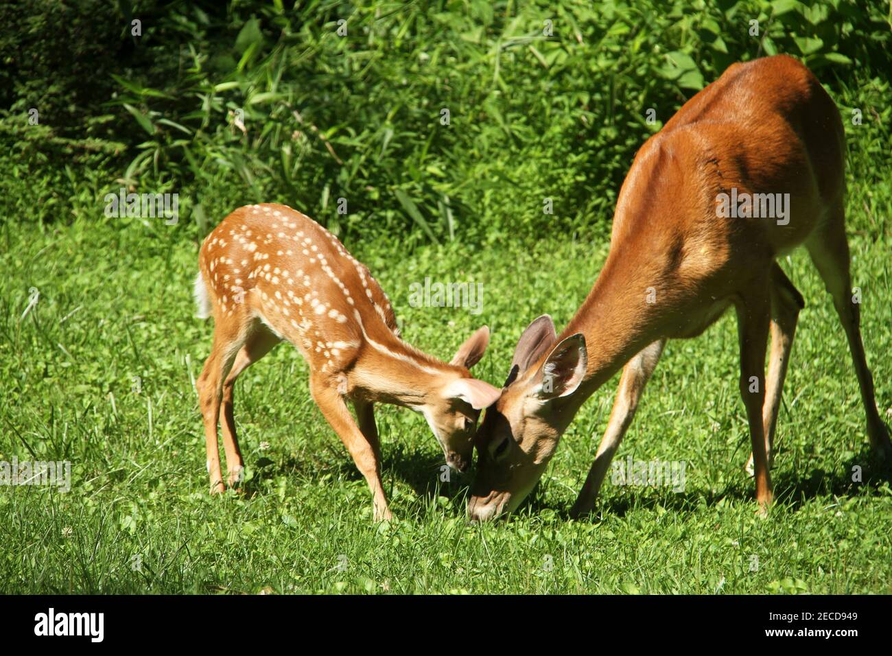 Mère de chevreuil avec faon Banque de photographies et d’images à haute ...