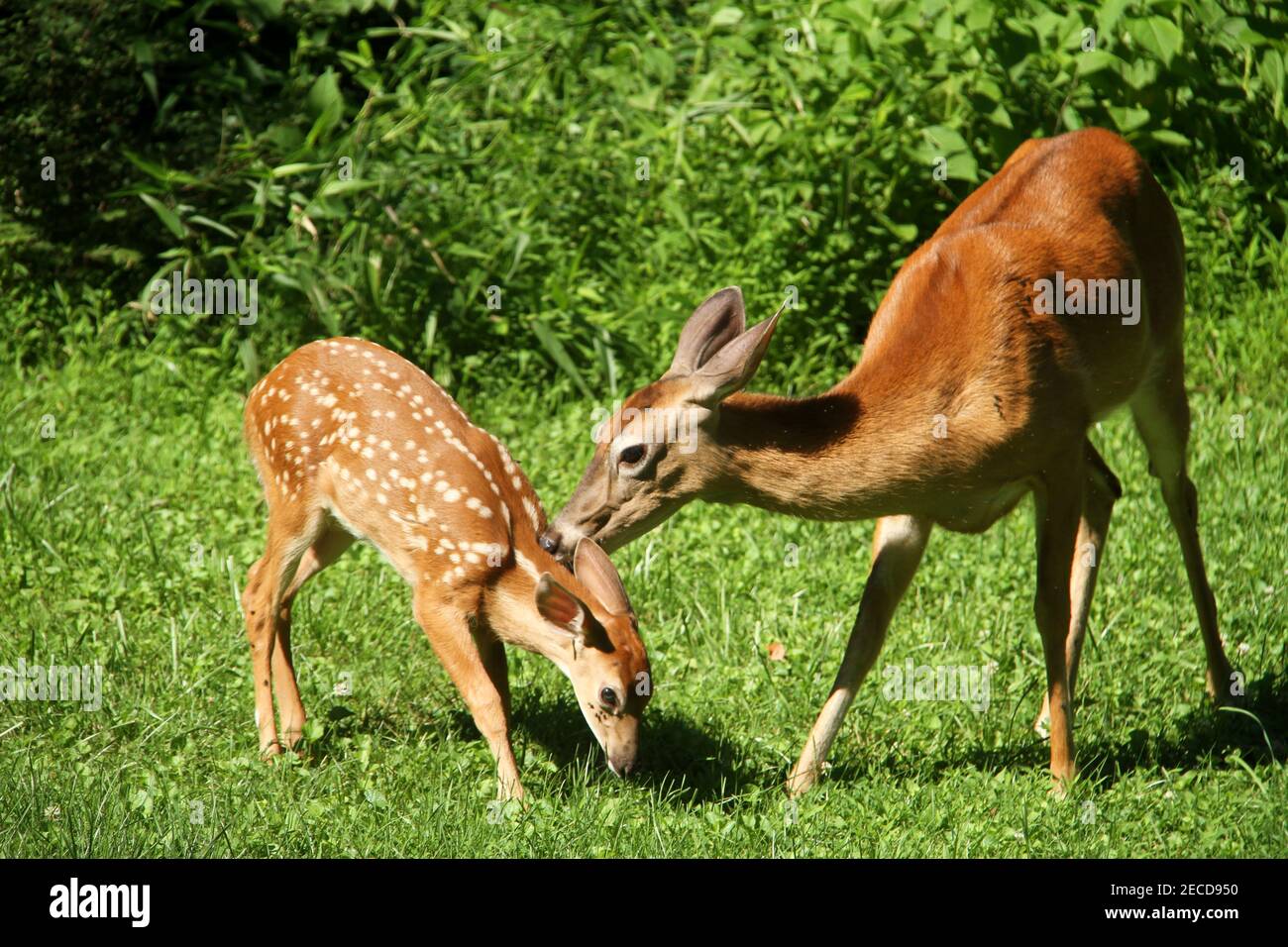 Mère de chevreuil avec faon Banque de photographies et d’images à haute ...