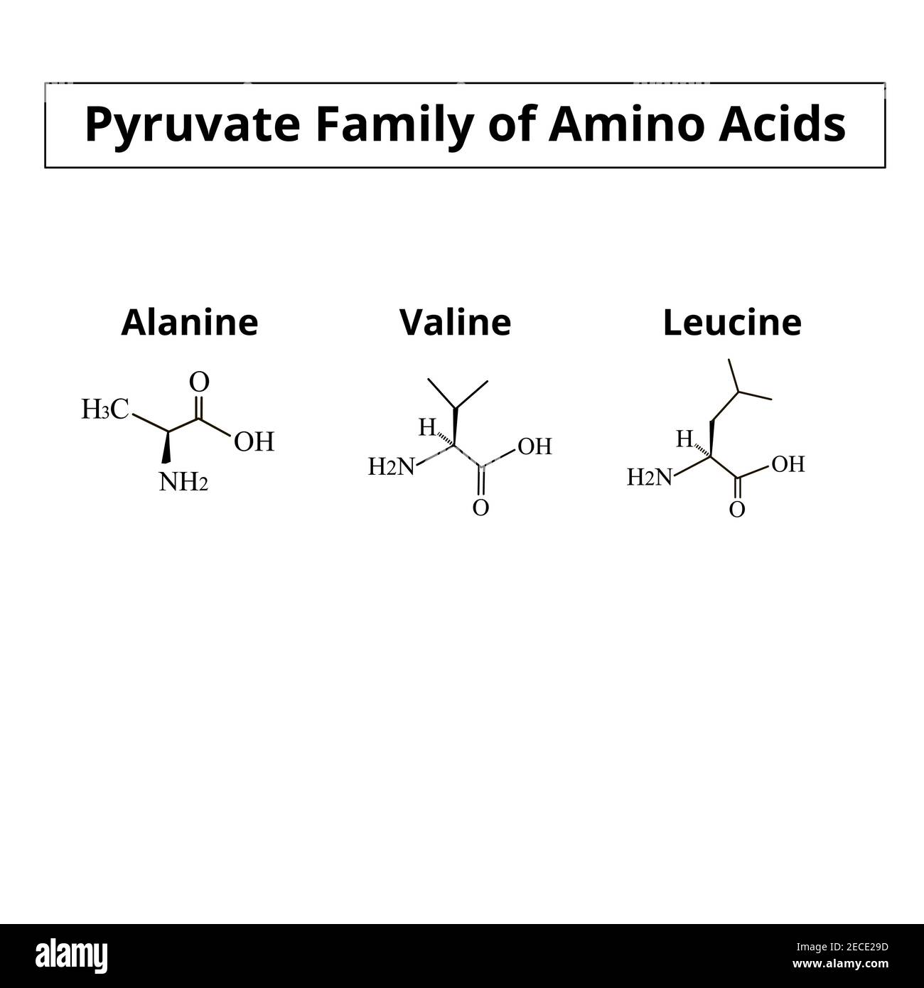 Famille des acides aminés pyruvate. Formules chimiques moléculaires des ...