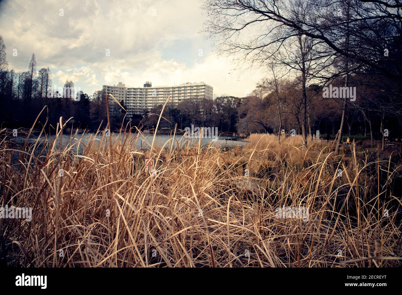 Inokashira koen Banque de photographies et d’images à haute résolution ...