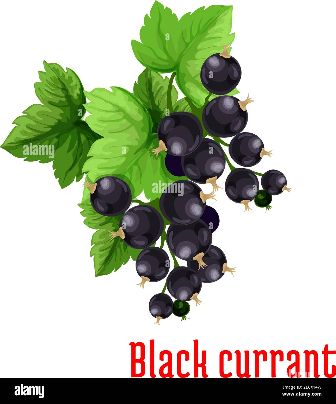 Baies de cassis. Groupe isolé de cassis sur la tige avec des feuilles ...