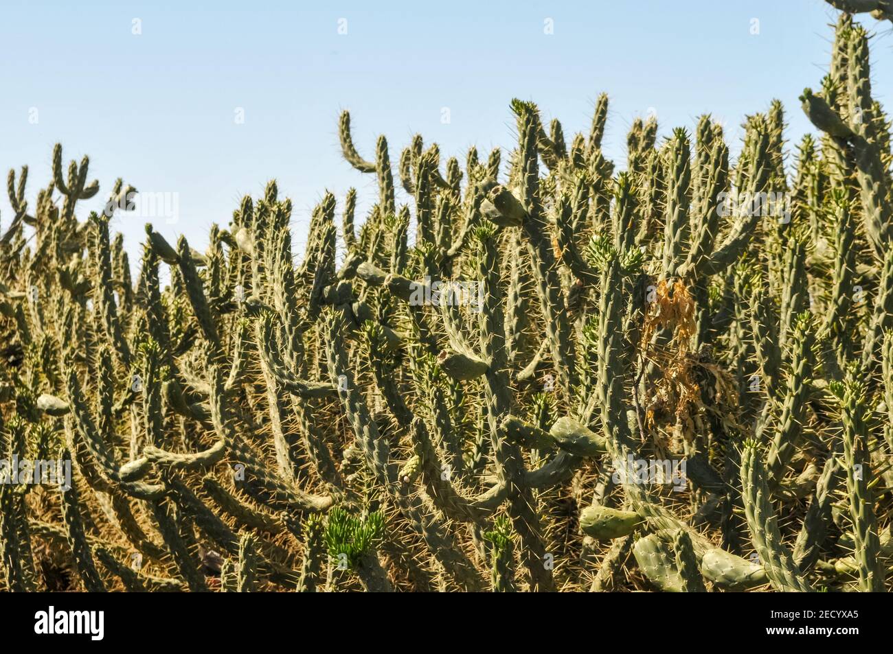 Cactus desert morocco Banque de photographies et d’images à haute ...