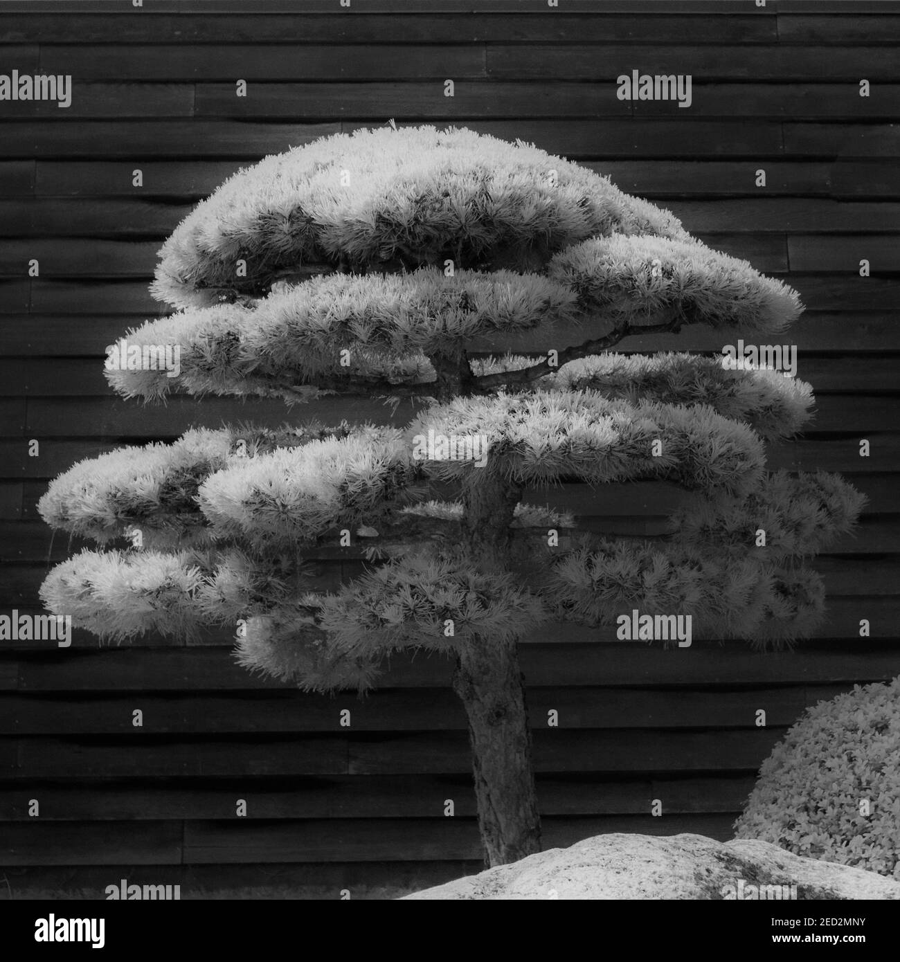 Bonzai garden Banque de photographies et d’images à haute résolution ...