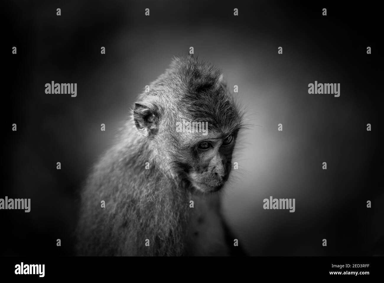 Cri de macaque Banque d'images noir et blanc - Alamy