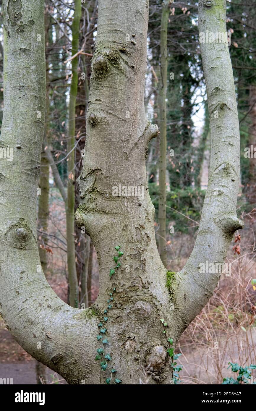 Triple tronc d'arbre Banque de photographies et d’images à haute ...
