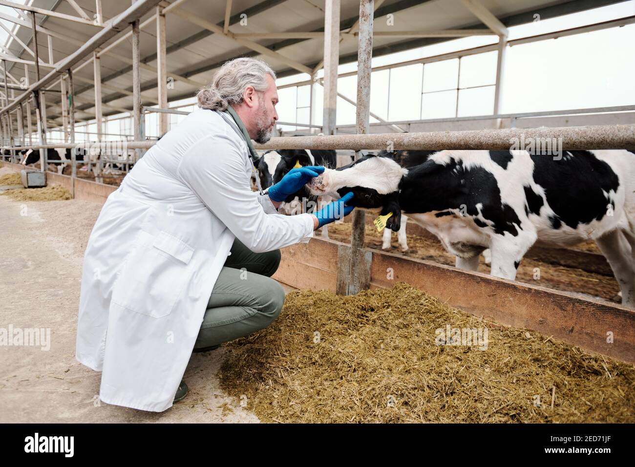 Jeune travailleur de grande ferme animale assis sur des squats par ...