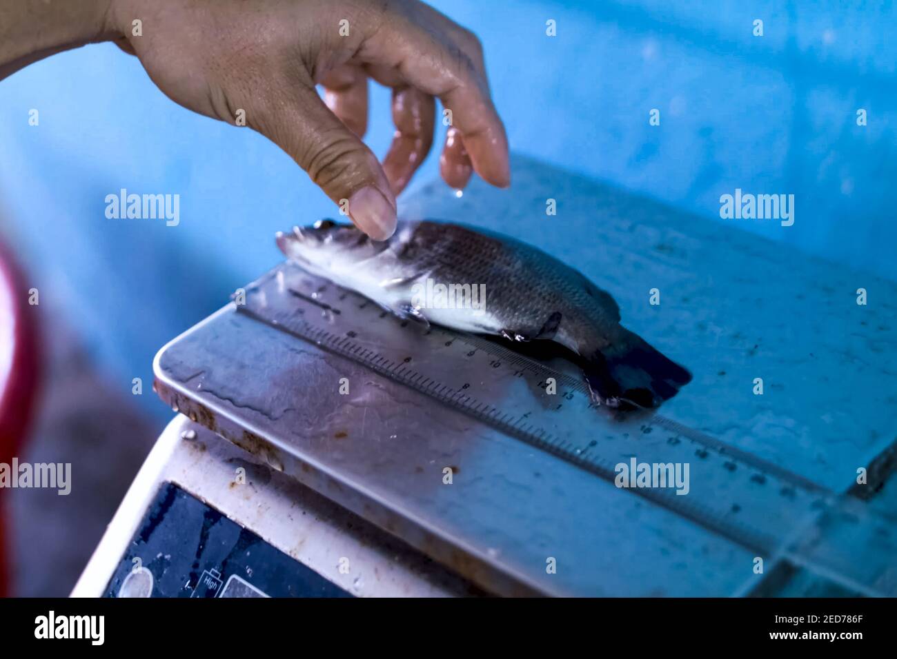 Pesée du poisson sur des balances électroniques. Mesure du poisson ...