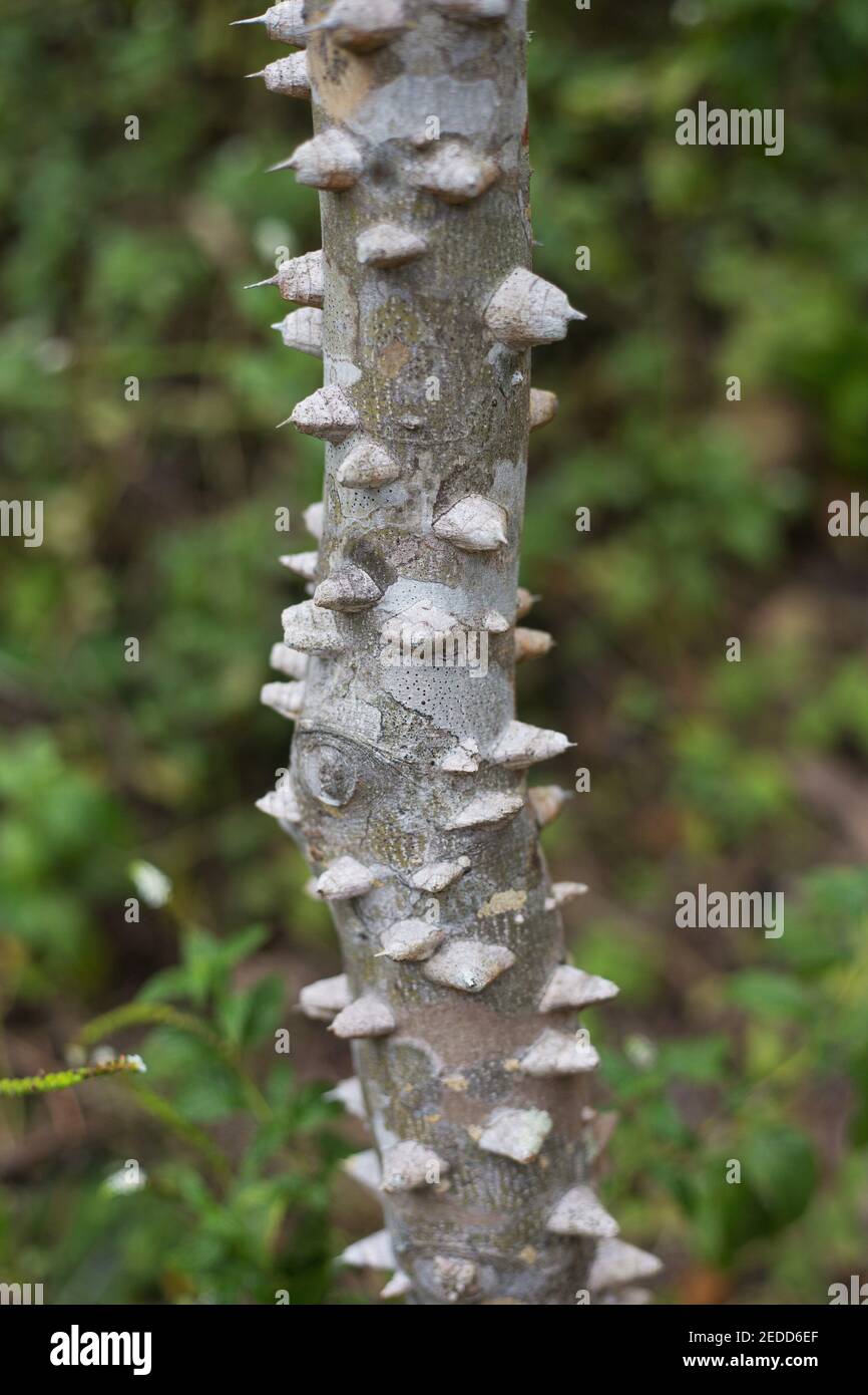 Zanthoxylum clava herculis Banque de photographies et d’images à haute ...