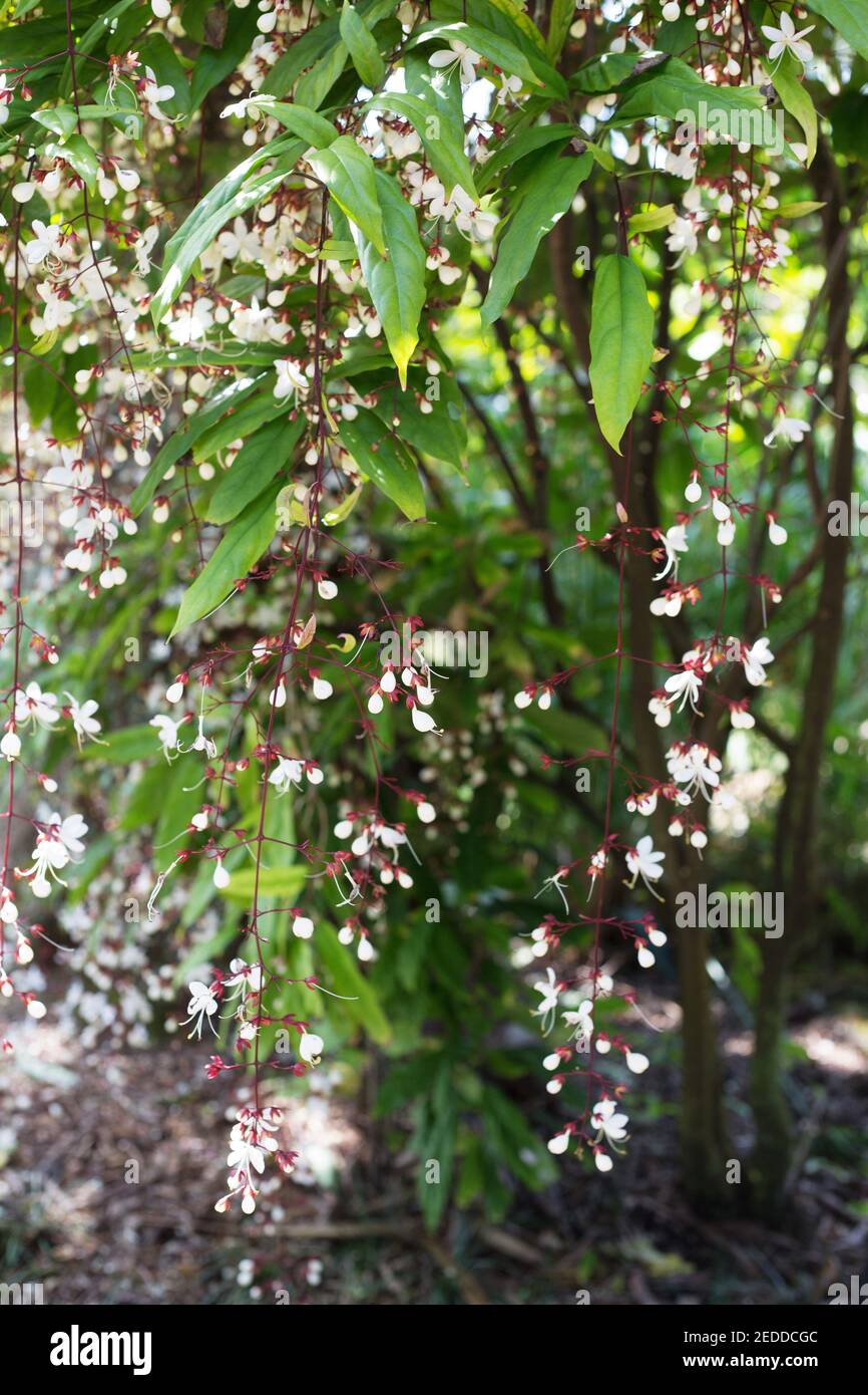 Clerodendrum smithianum Banque de photographies et d’images à haute ...