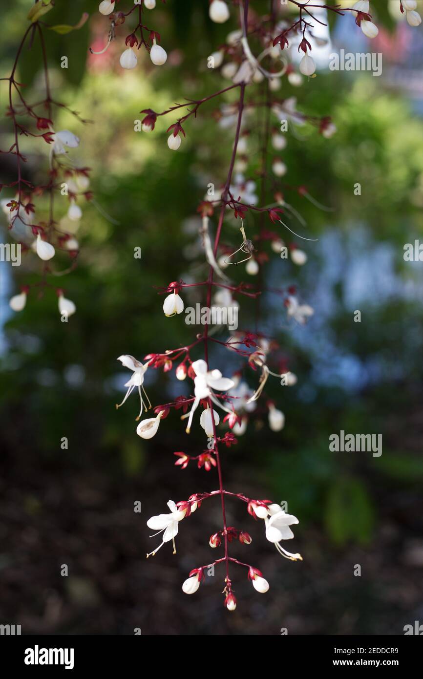 Clerodendrum smithianum Banque de photographies et d’images à haute ...