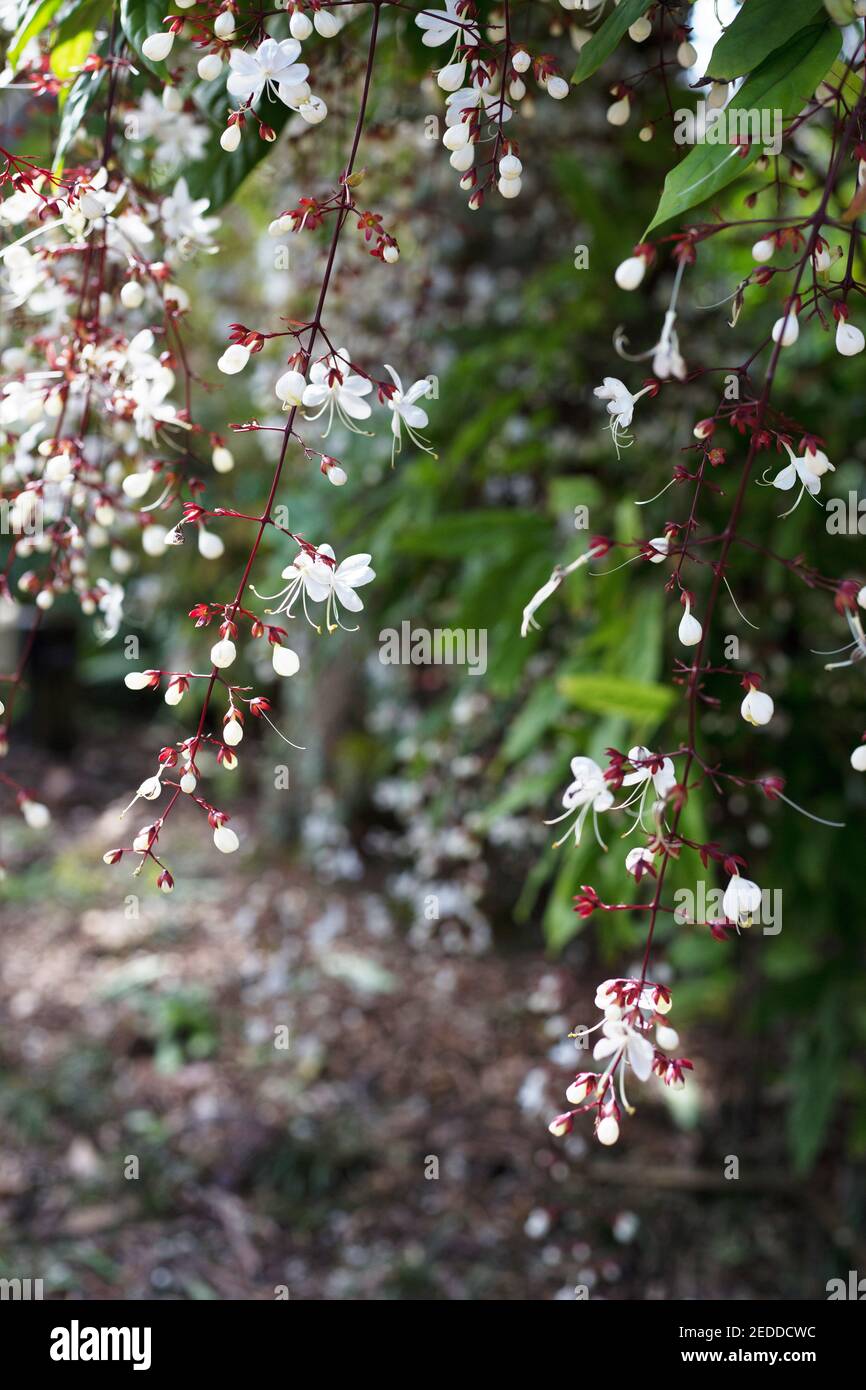 Clerodendrum smithianum Banque de photographies et d’images à haute ...