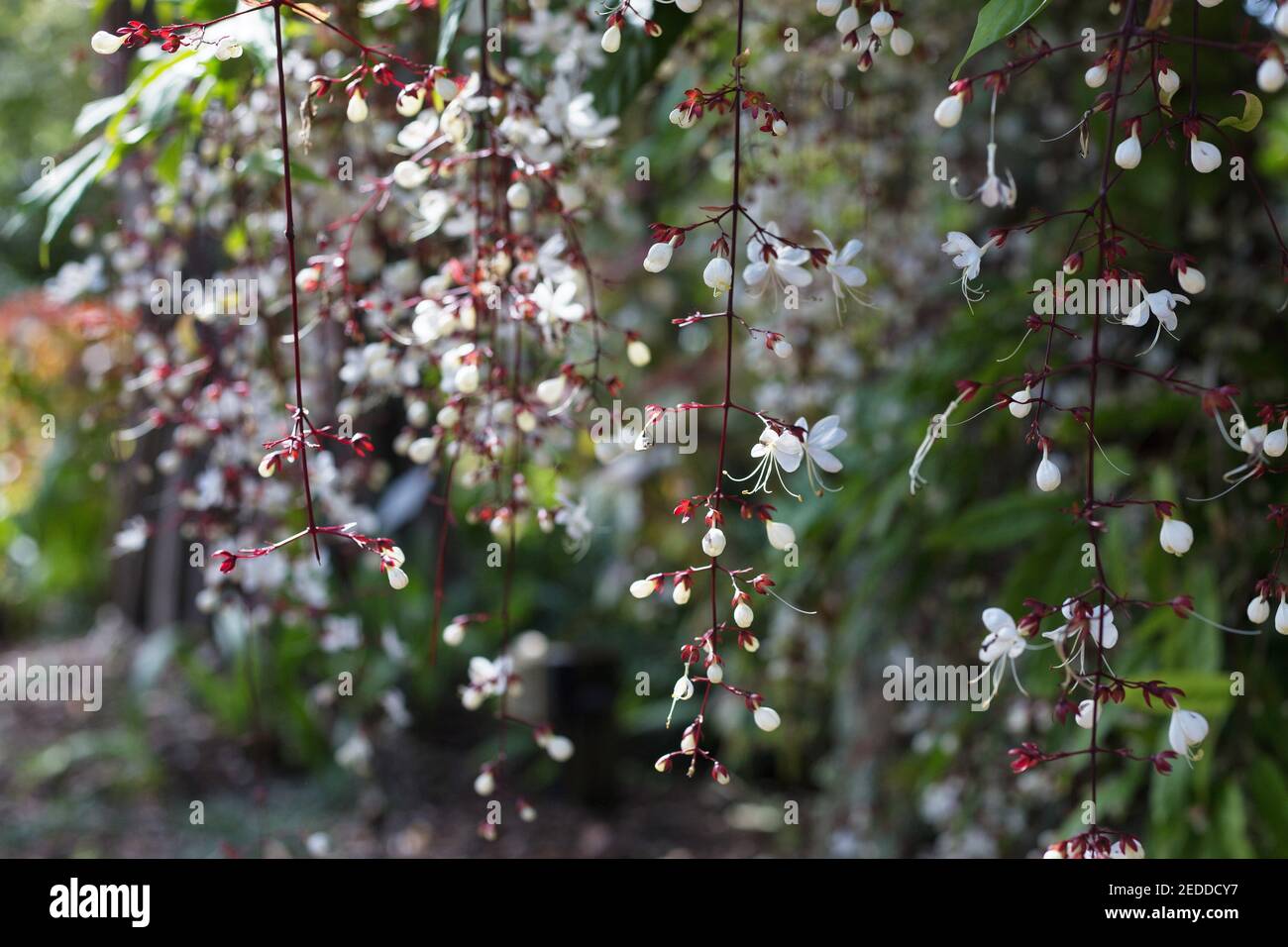 Clerodendrum smithianum Banque de photographies et d’images à haute ...