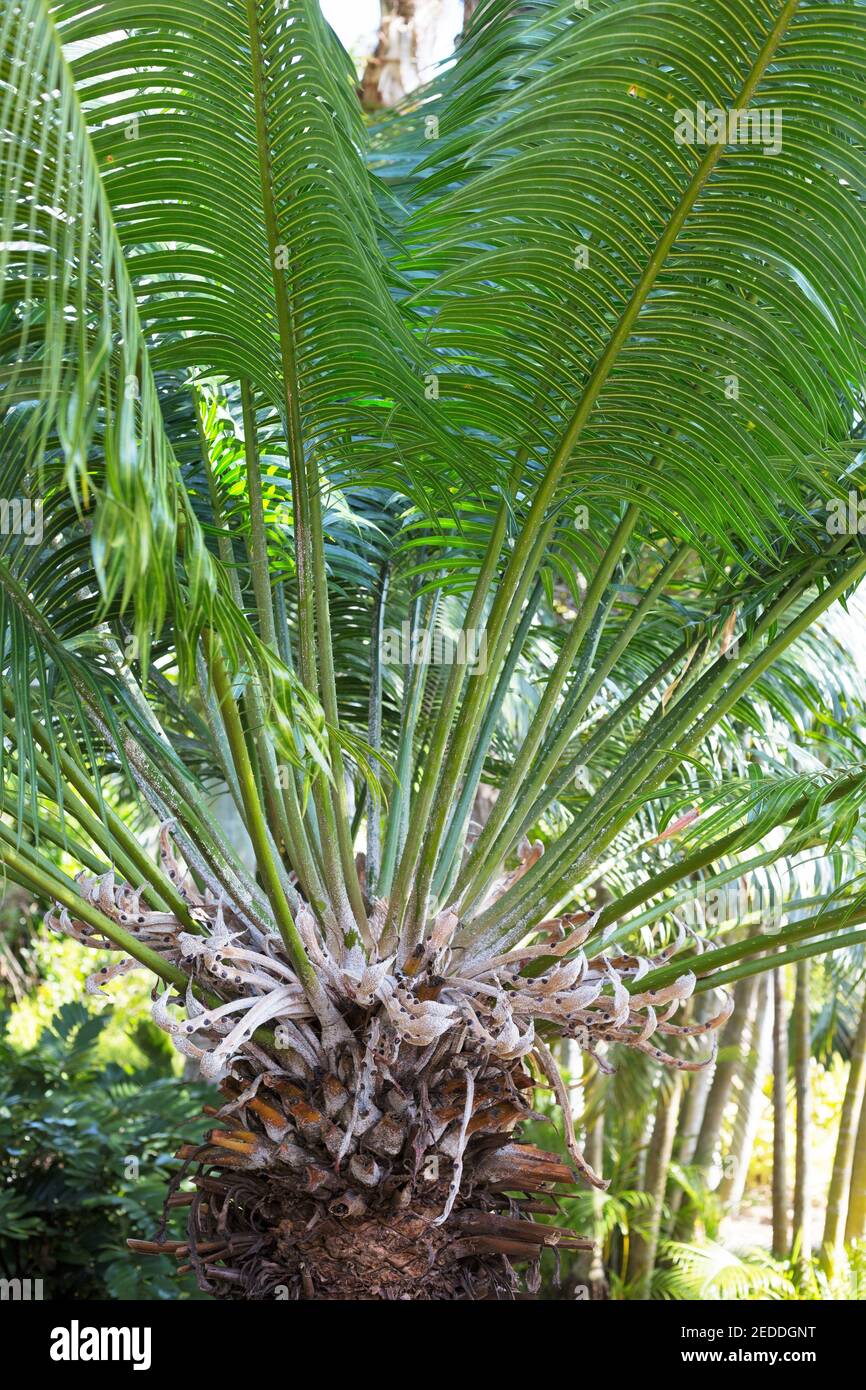 Reine sagou Banque de photographies et d’images à haute résolution - Alamy
