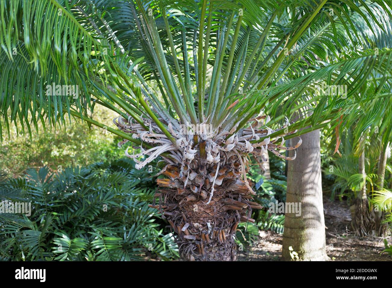 Reine sagou Banque de photographies et d’images à haute résolution - Alamy