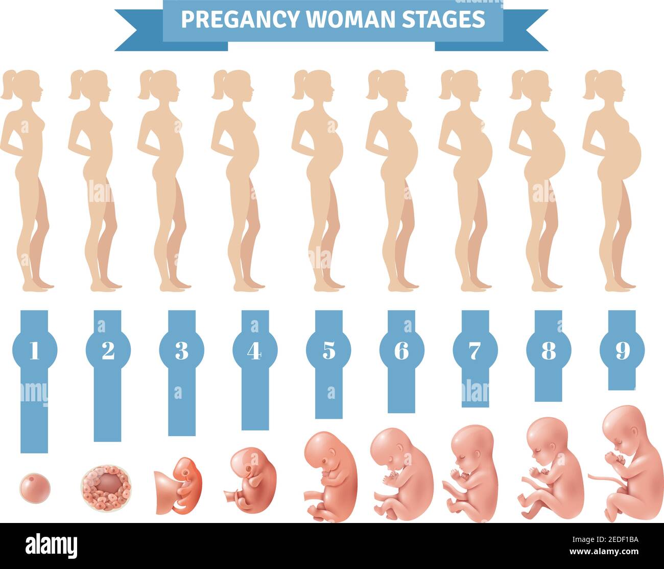 Grossesse femme stades illustration vectorielle avec silhouettes plates ...