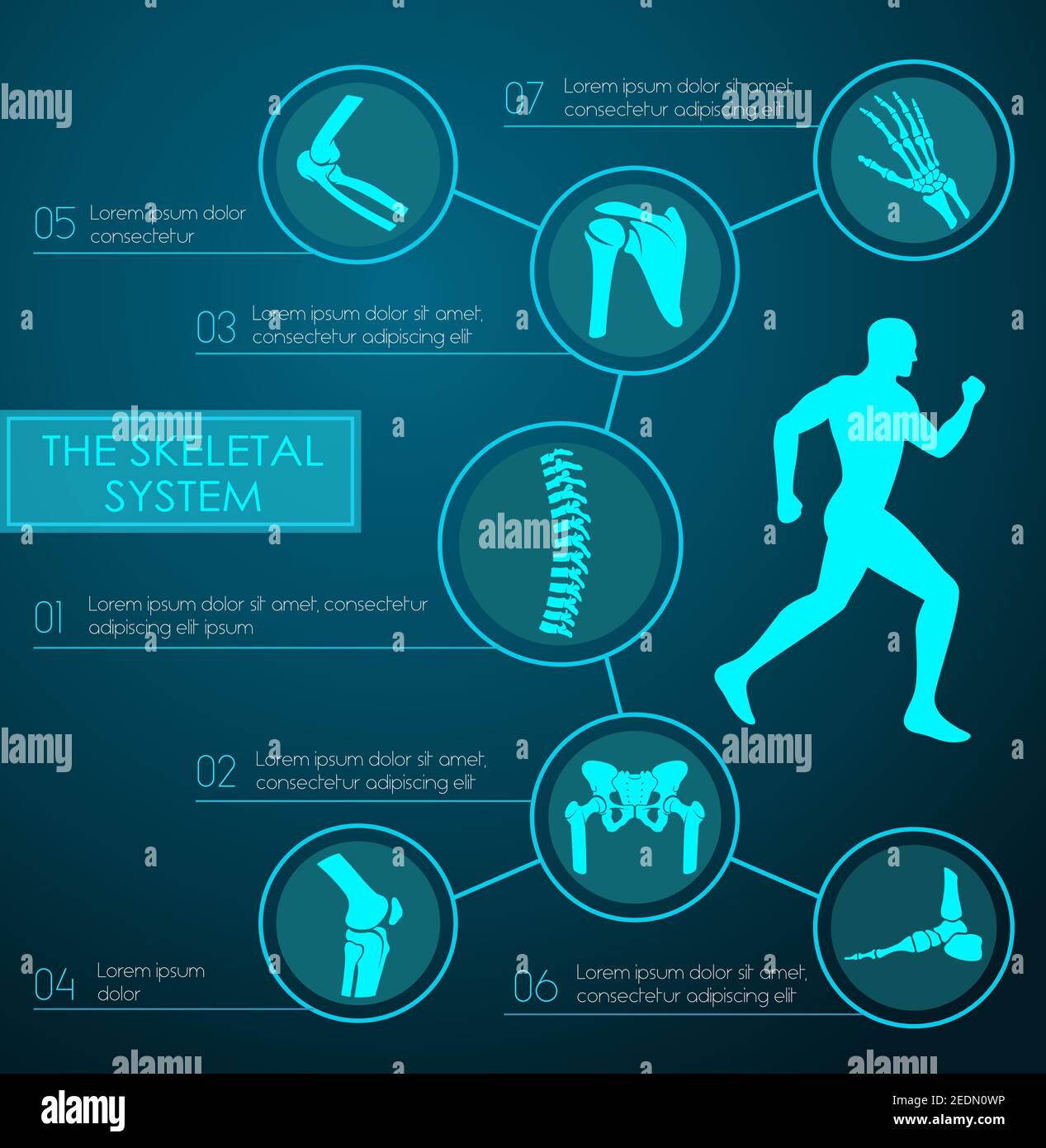 Infographie médicale sur le système squelettique humain. Tableau ...