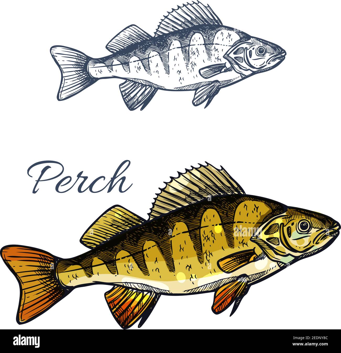 Perch jaune ou croquis de poisson-basse. Poisson prédateur perchaude ...