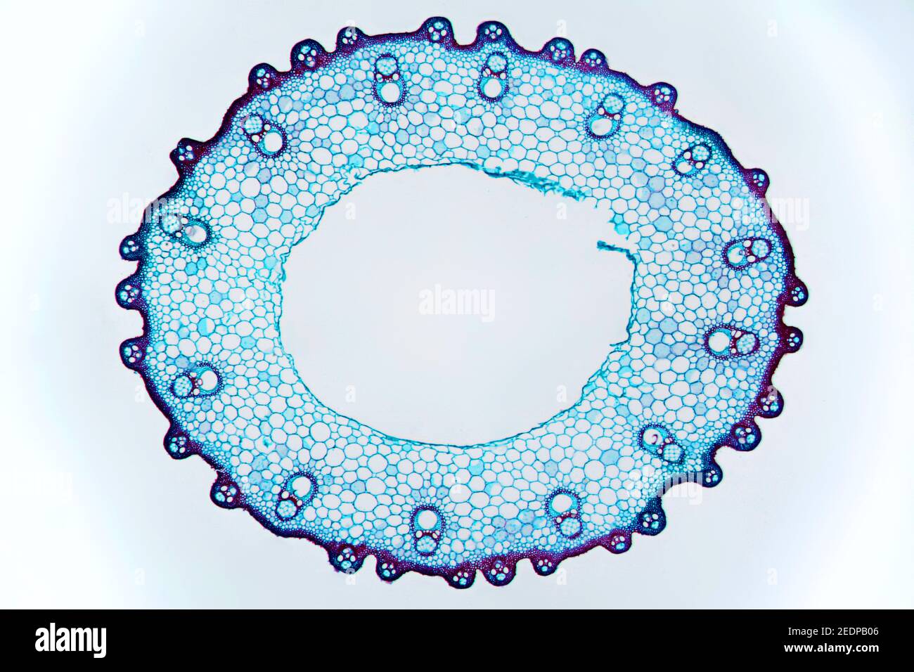 Riz commun (Oryza sativa), coupe transversale de la tige de riz ...