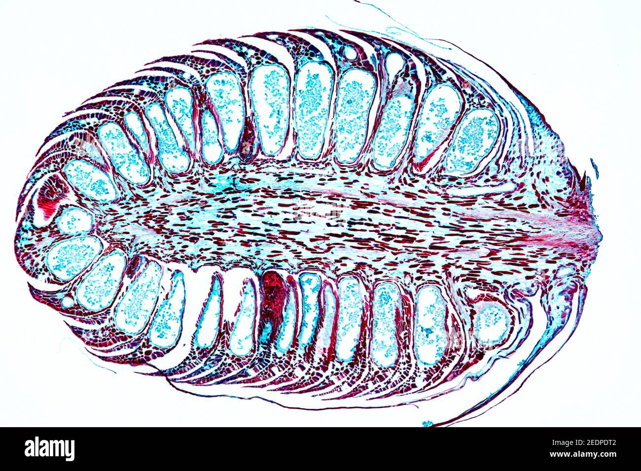 PIN (Pinus spec.), section longitudinale d'une fleur/cône mâle d'une ...