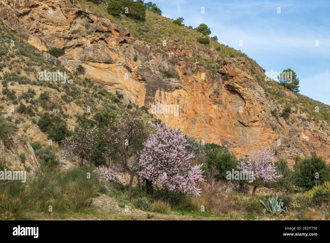 Amandier prunus dulcis en fleur Banque de photographies et d’images à ...