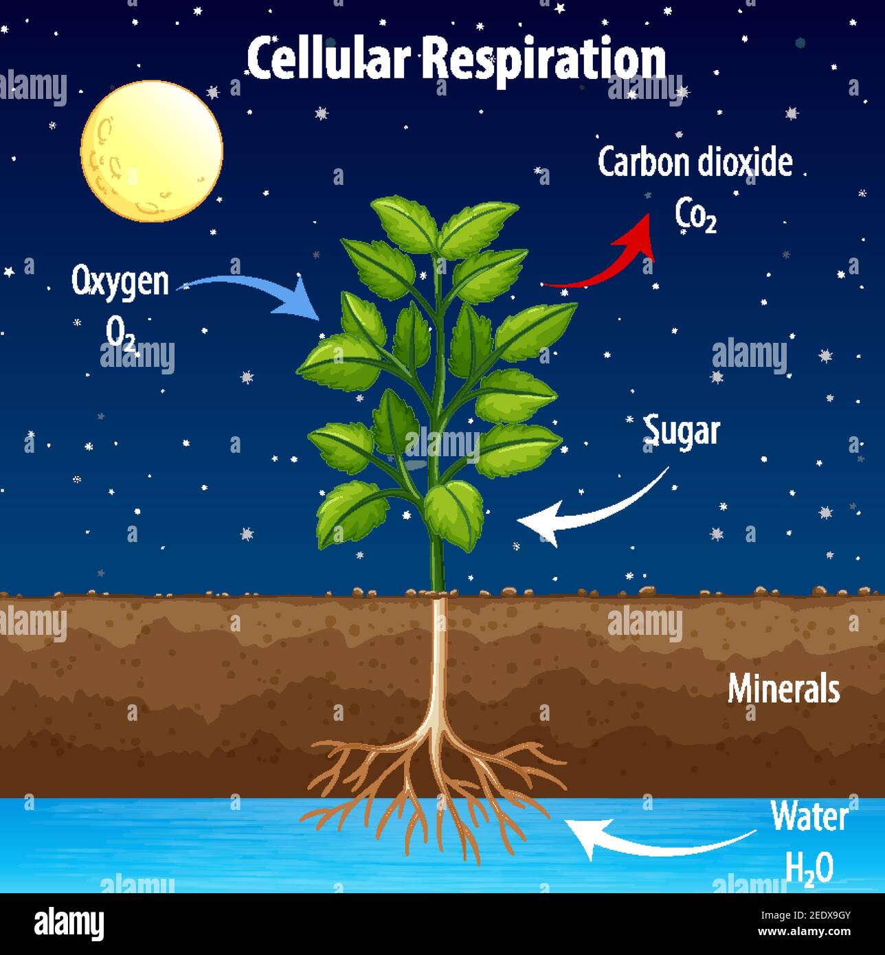 Schéma illustrant le processus de respiration cellulaire Image ...