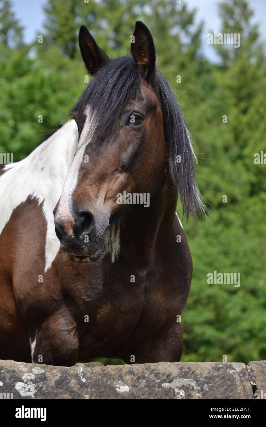 Cheval blanc brun Banque de photographies et d’images à haute ...