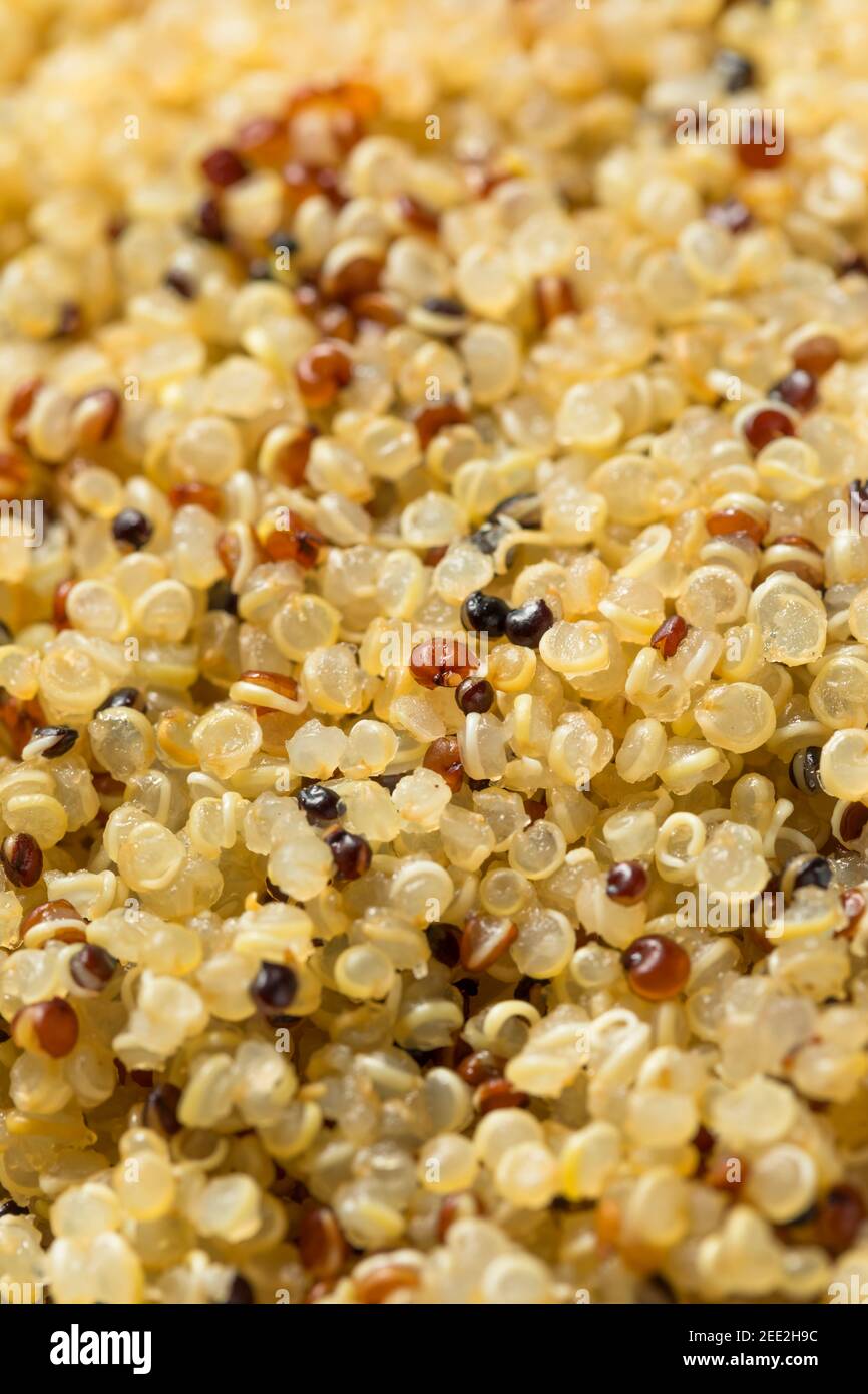 Quinoa cuit Banque de photographies et d’images à haute résolution - Alamy