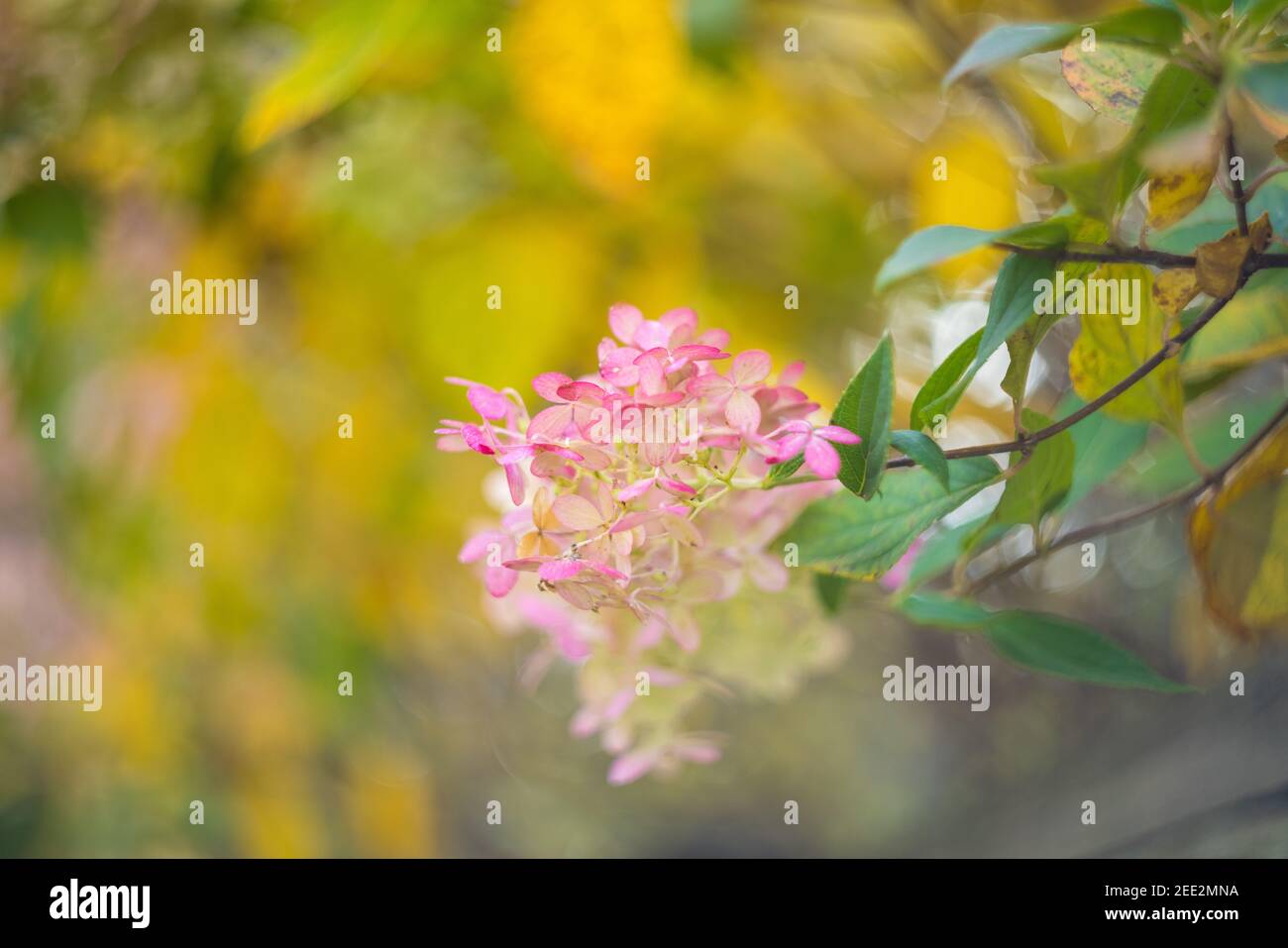 Viburnum automne Banque de photographies et d’images à haute résolution ...