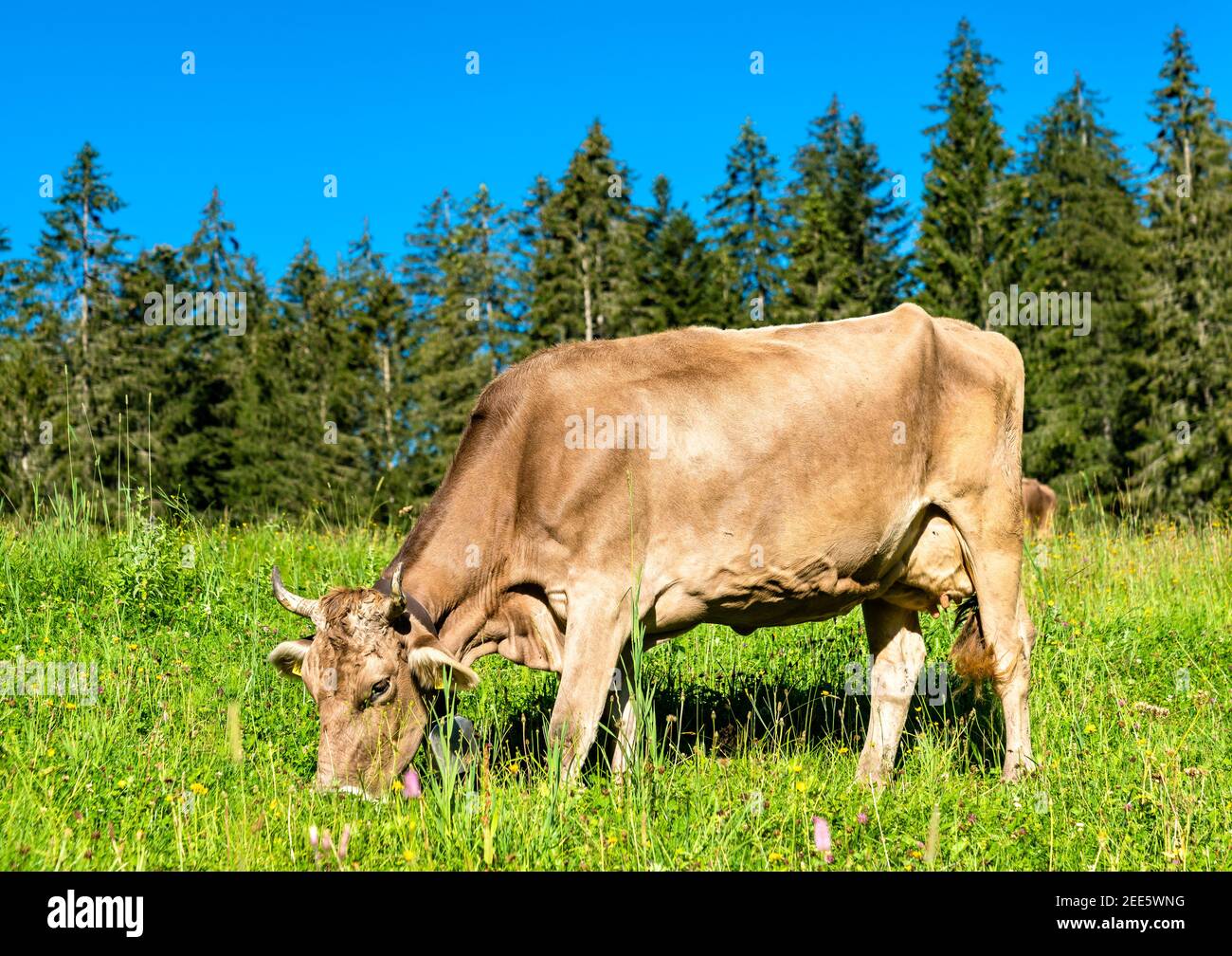 Vaches qui paissent dans les alpes Banque de photographies et d’images ...